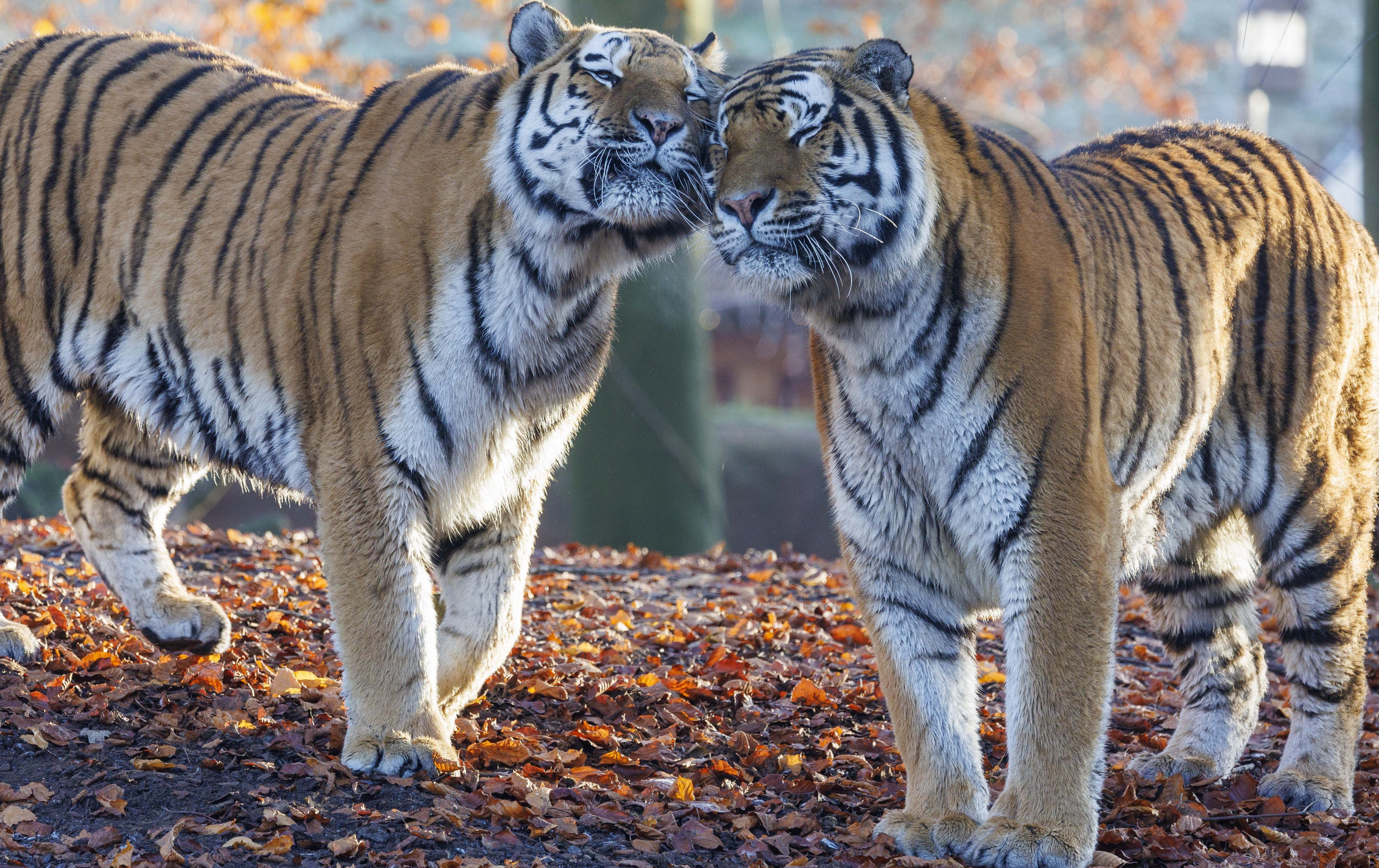Siberische Tijger | Pairi Daiza