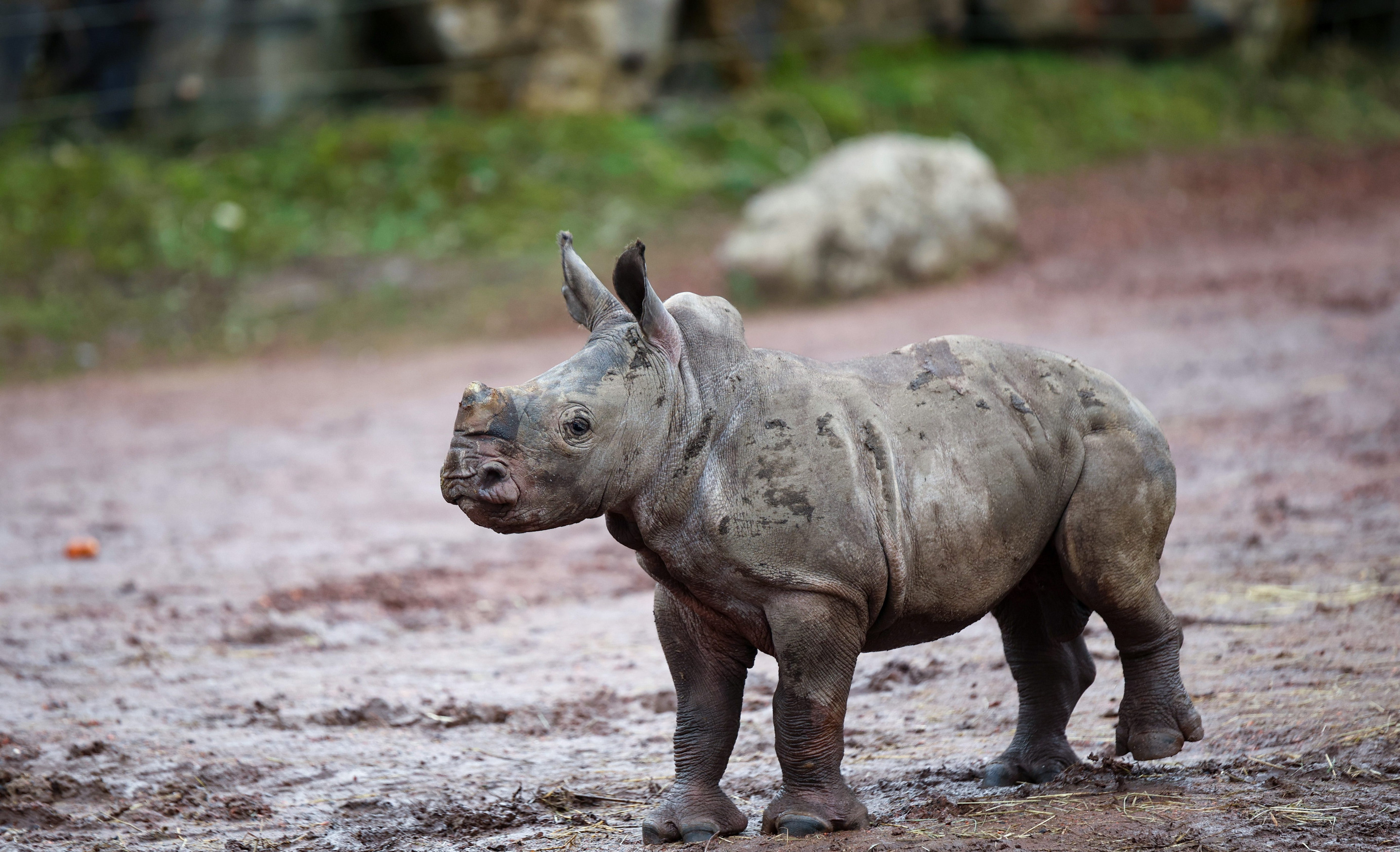 Witte Neushoorn | Pairi Daiza