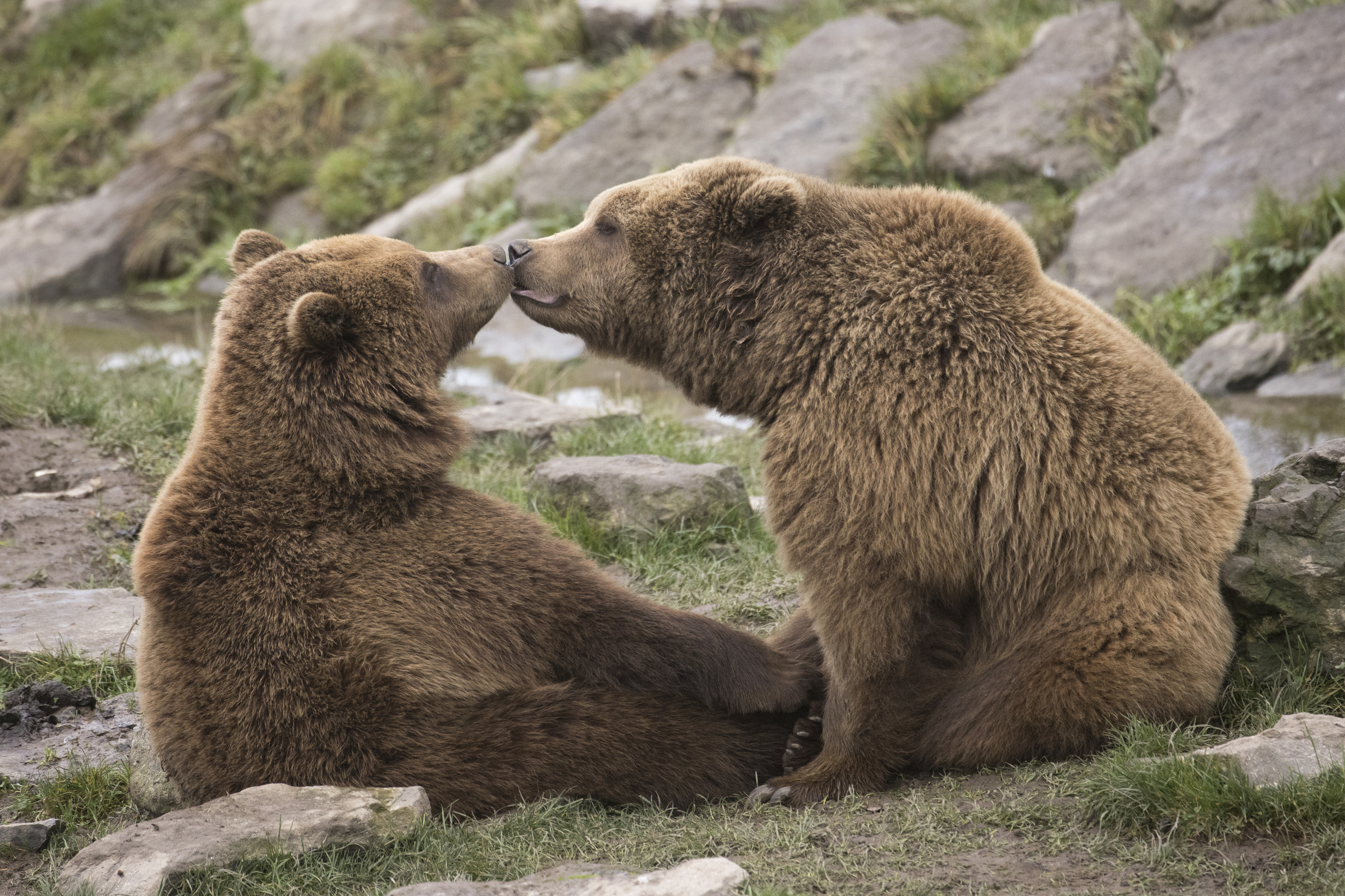 L'Ours brun | Pairi Daiza