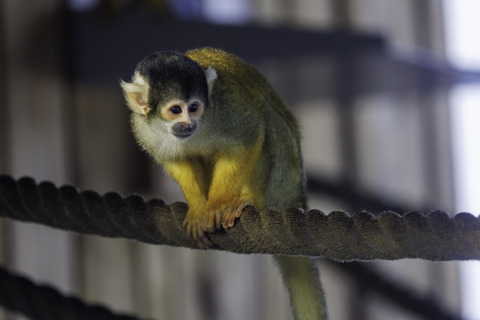 Black-capped squirrel monkey | Pairi Daiza