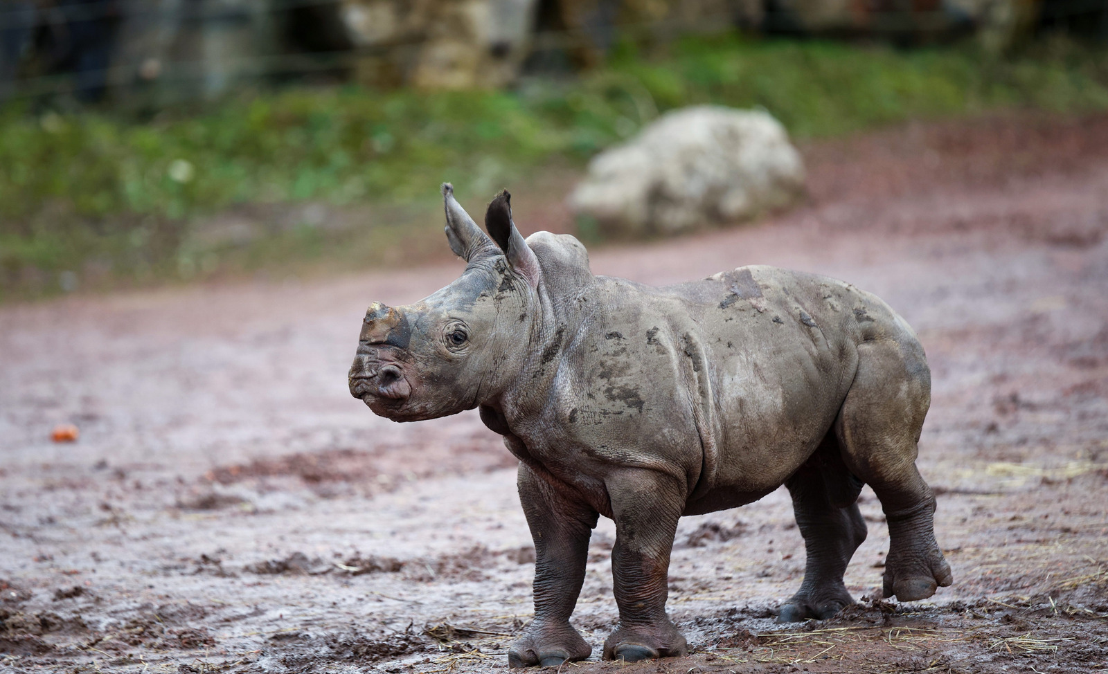 Witte Neushoorn | Pairi Daiza