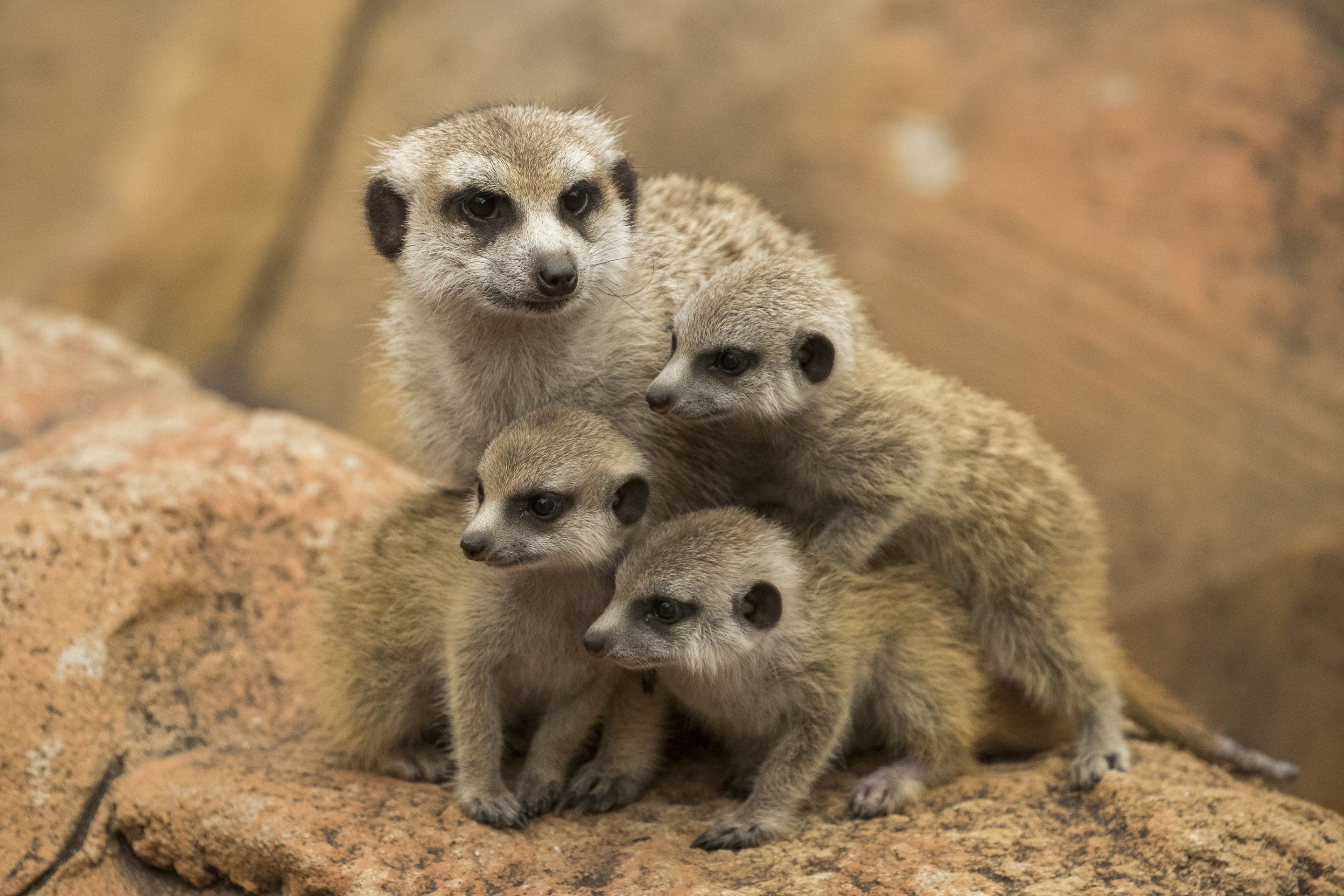 Le suricate | Pairi Daiza