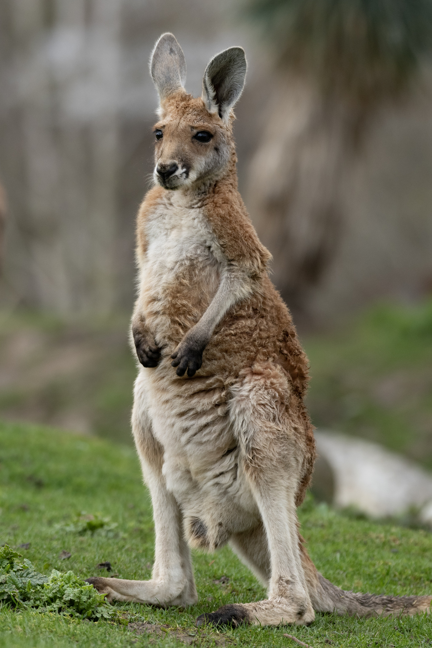 Rode Reuzenkangoeroe | Pairi Daiza
