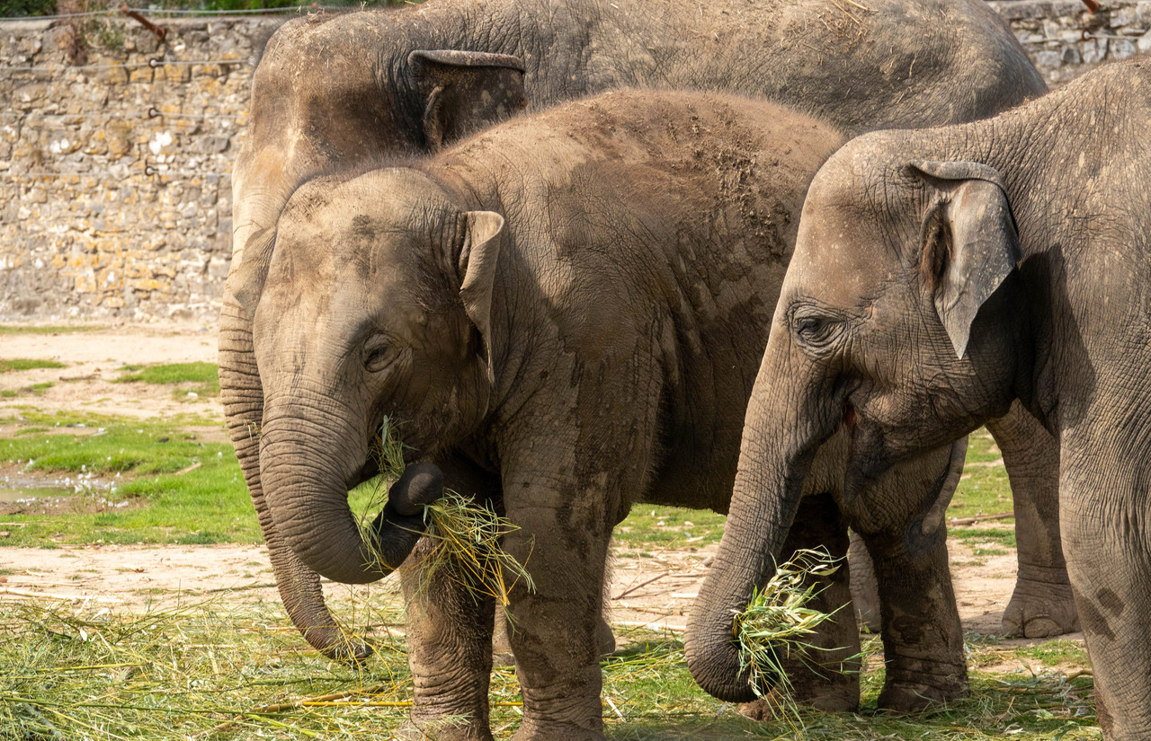Animaties met de dieren | Pairi Daiza