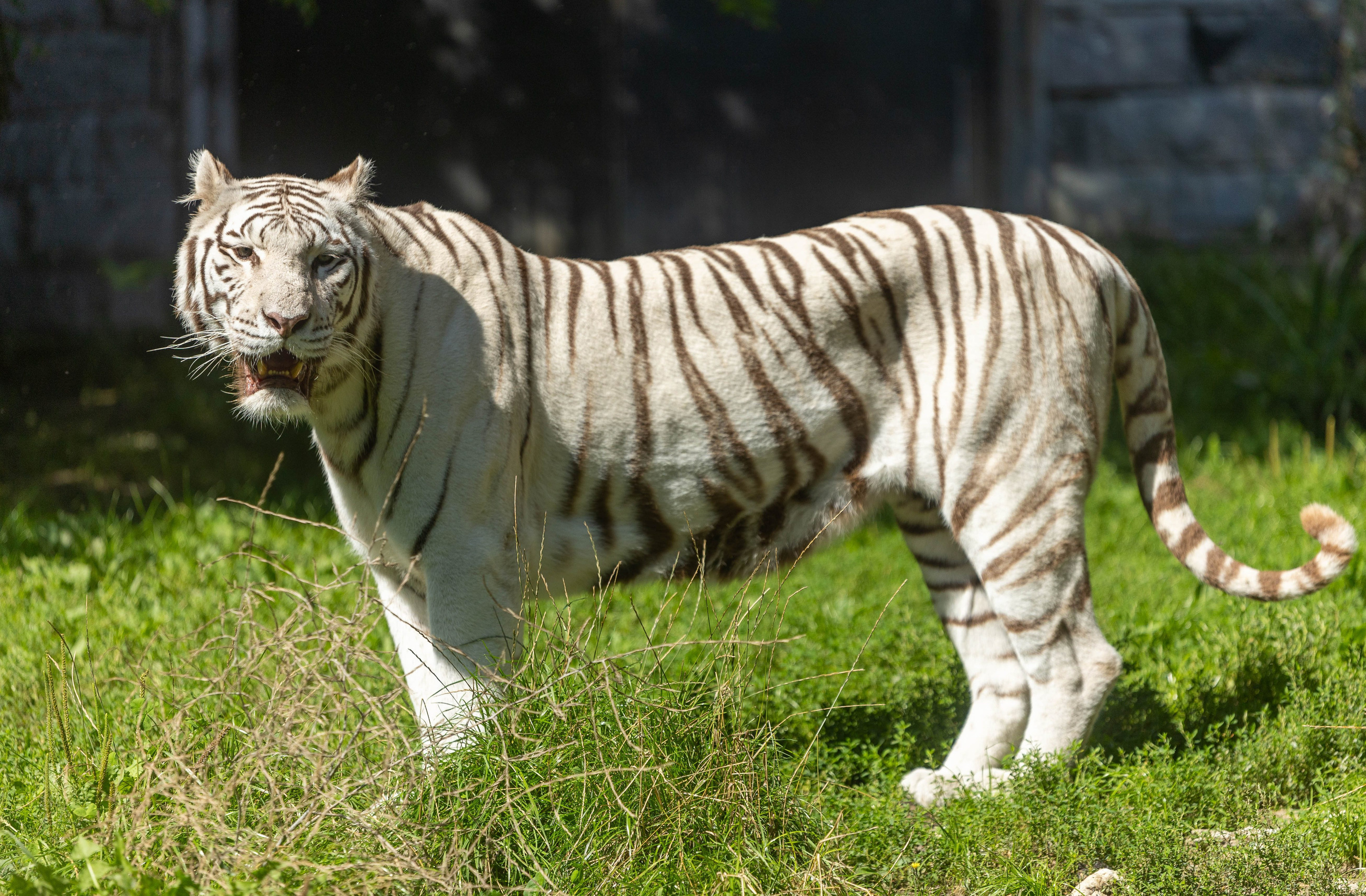 ltigre blanc