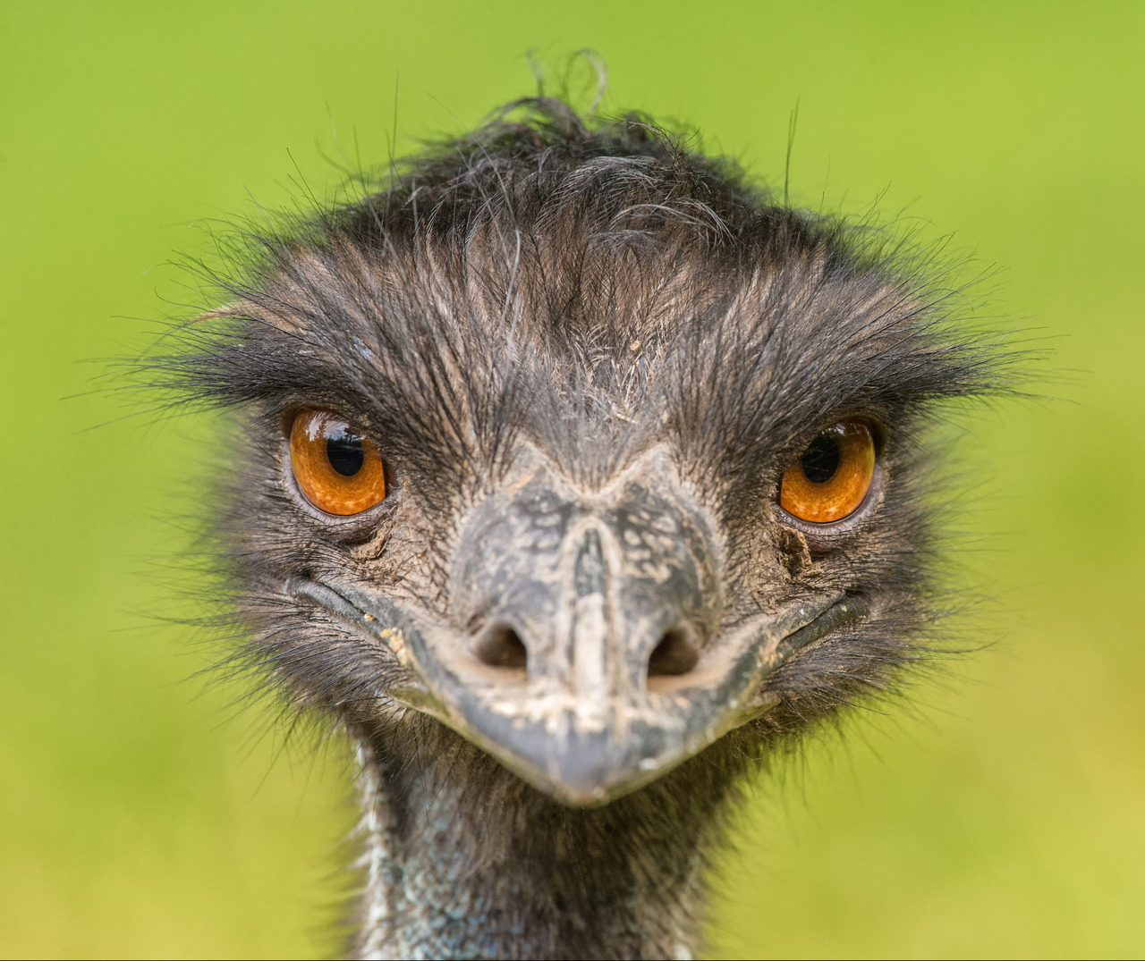 Der Emu | Pairi Daiza