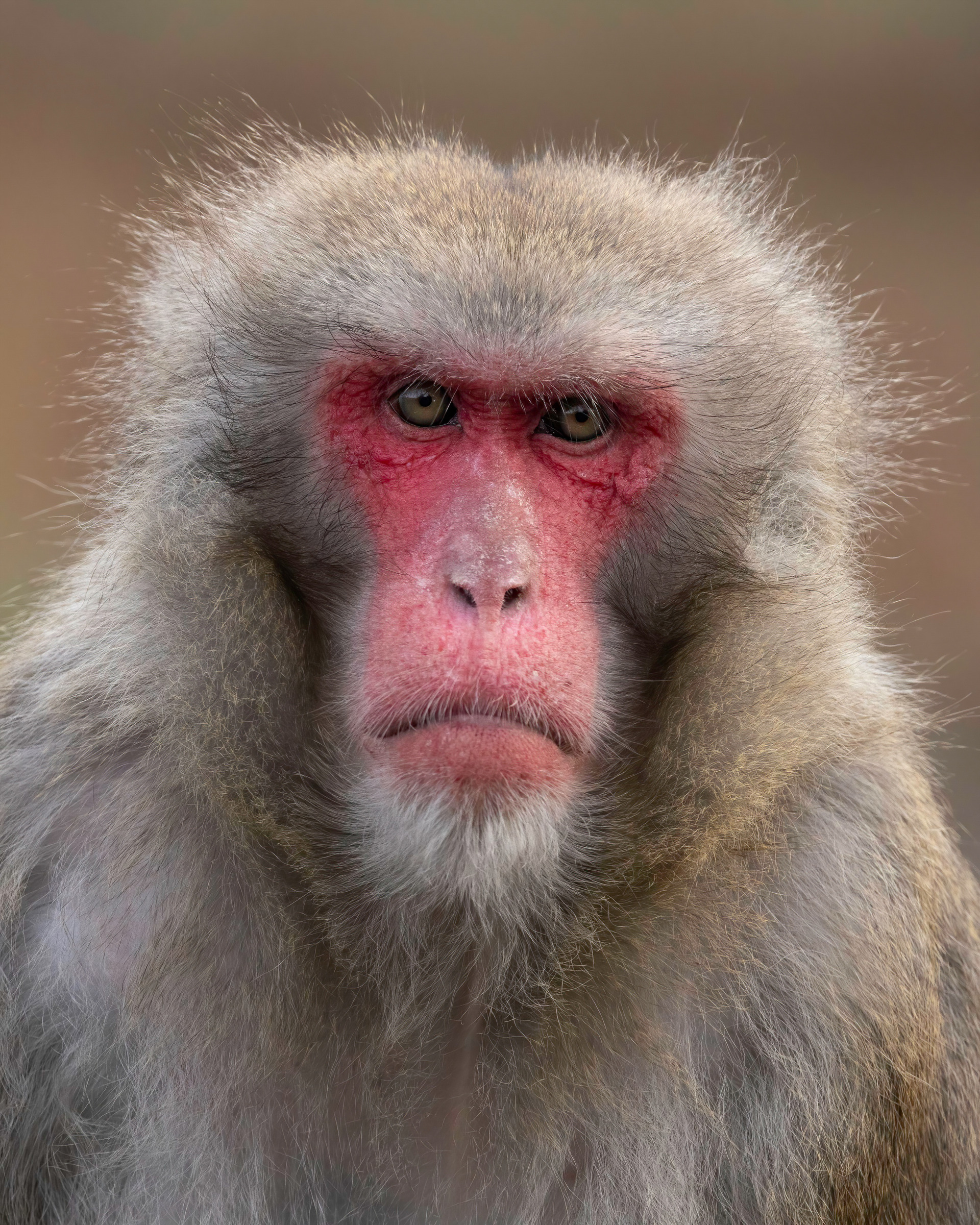 The Japanese macaque | Pairi Daiza
