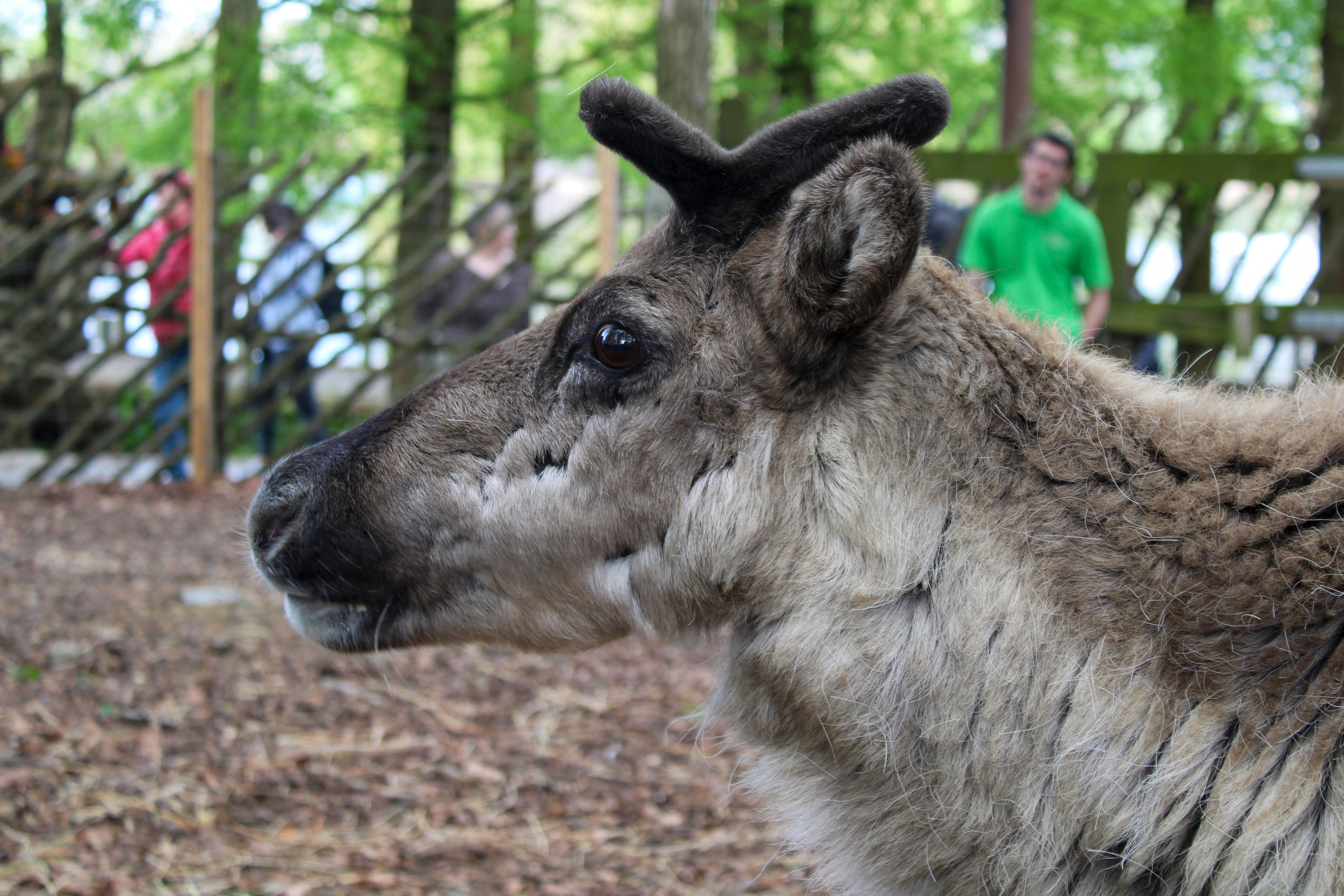 Het rendier | Pairi Daiza