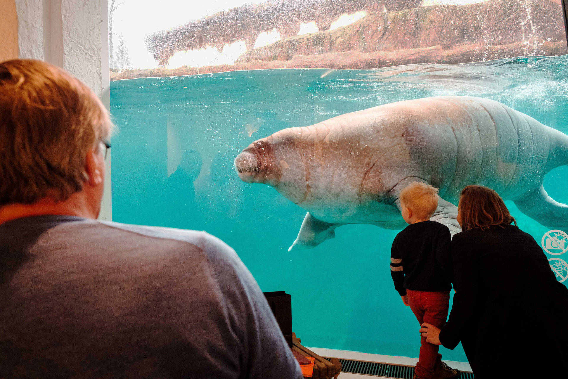 Walrus House | Pairi Daiza