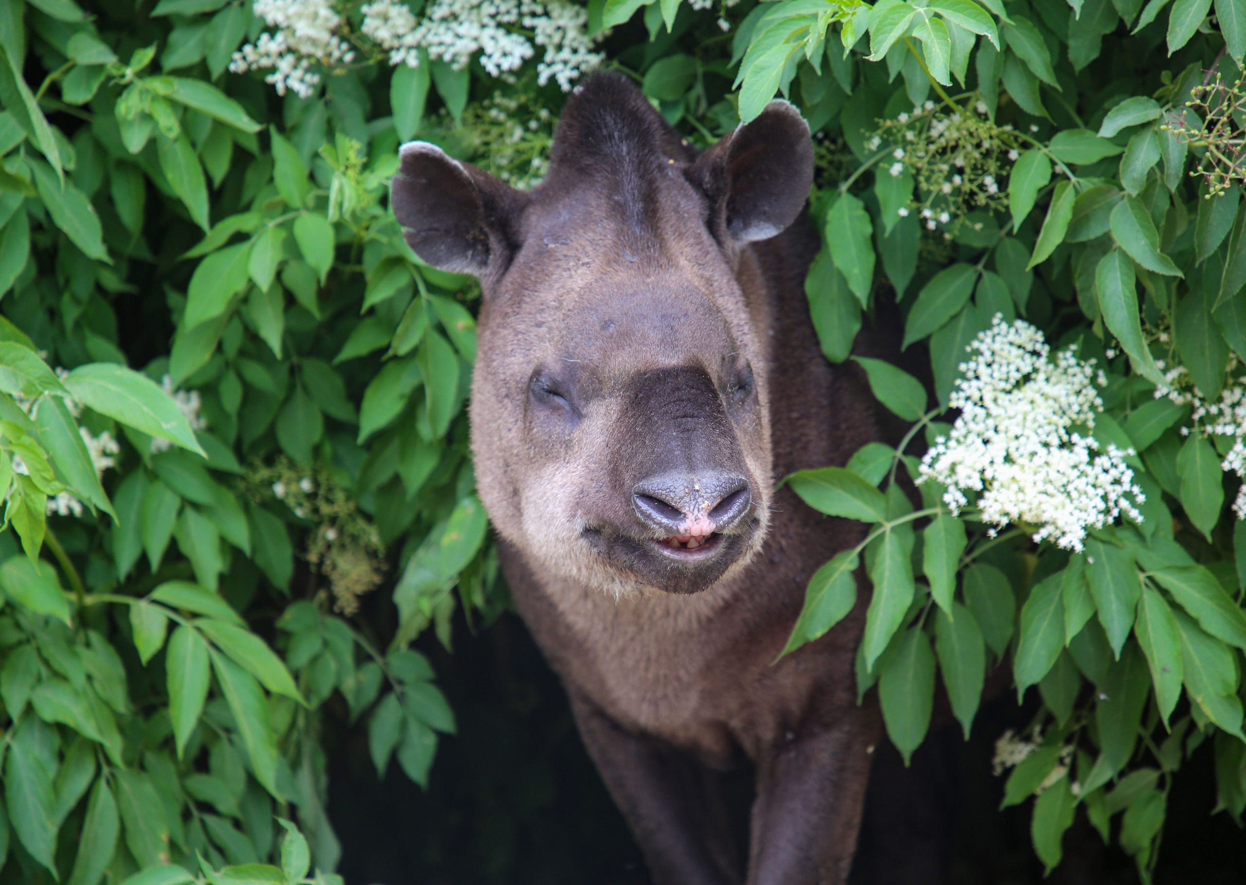 Animal Adventures | Pairi Daiza