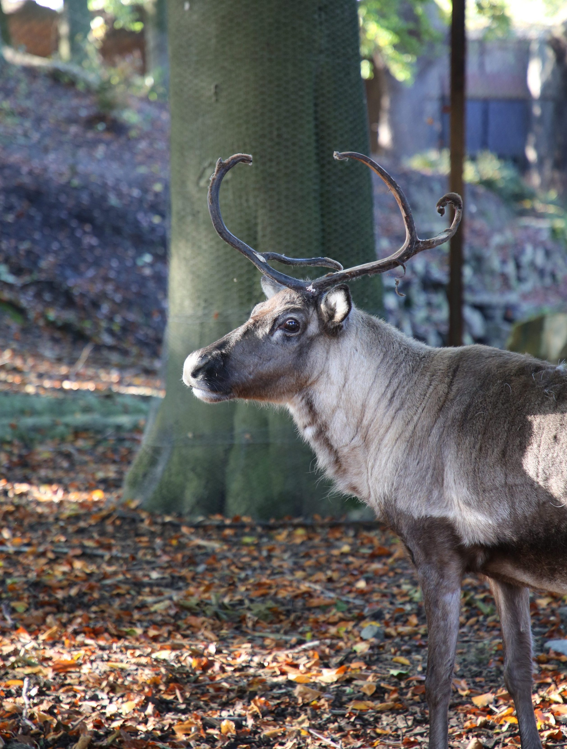 Het rendier | Pairi Daiza