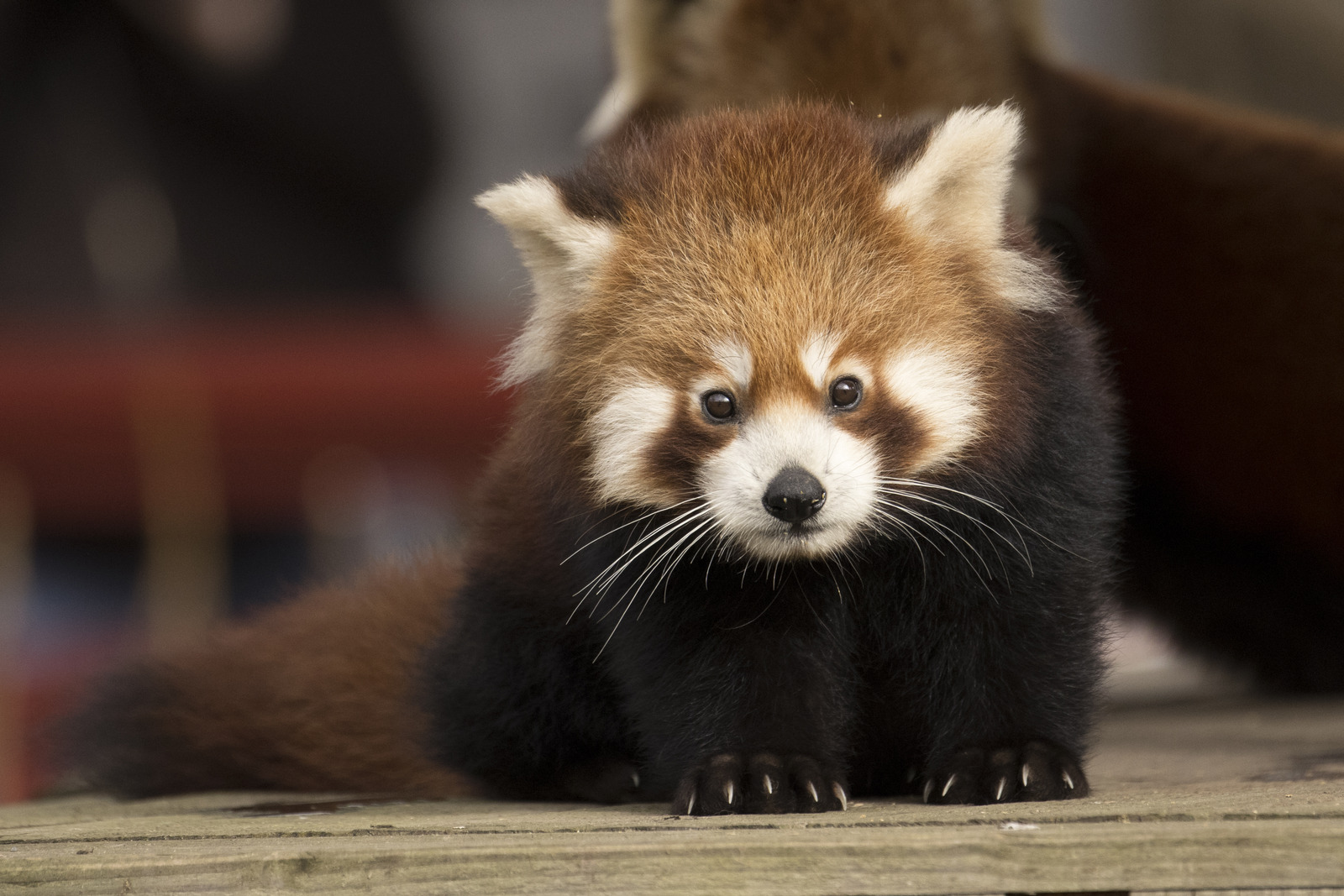 Projet Panda roux | Pairi Daiza