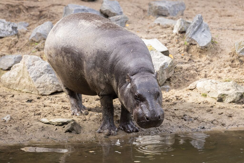 Hippopotame nain | Pairi Daiza