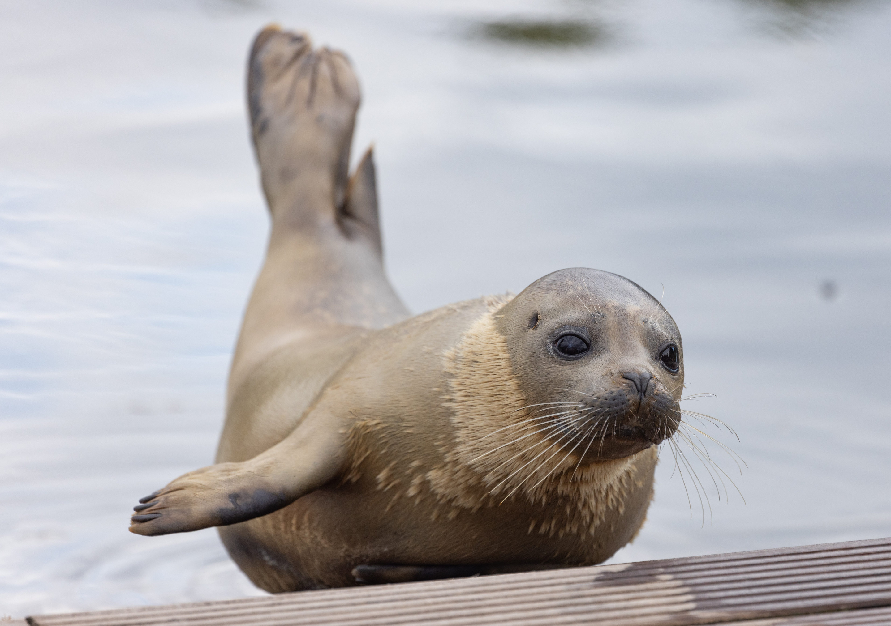 Le Phoque commun | Pairi Daiza