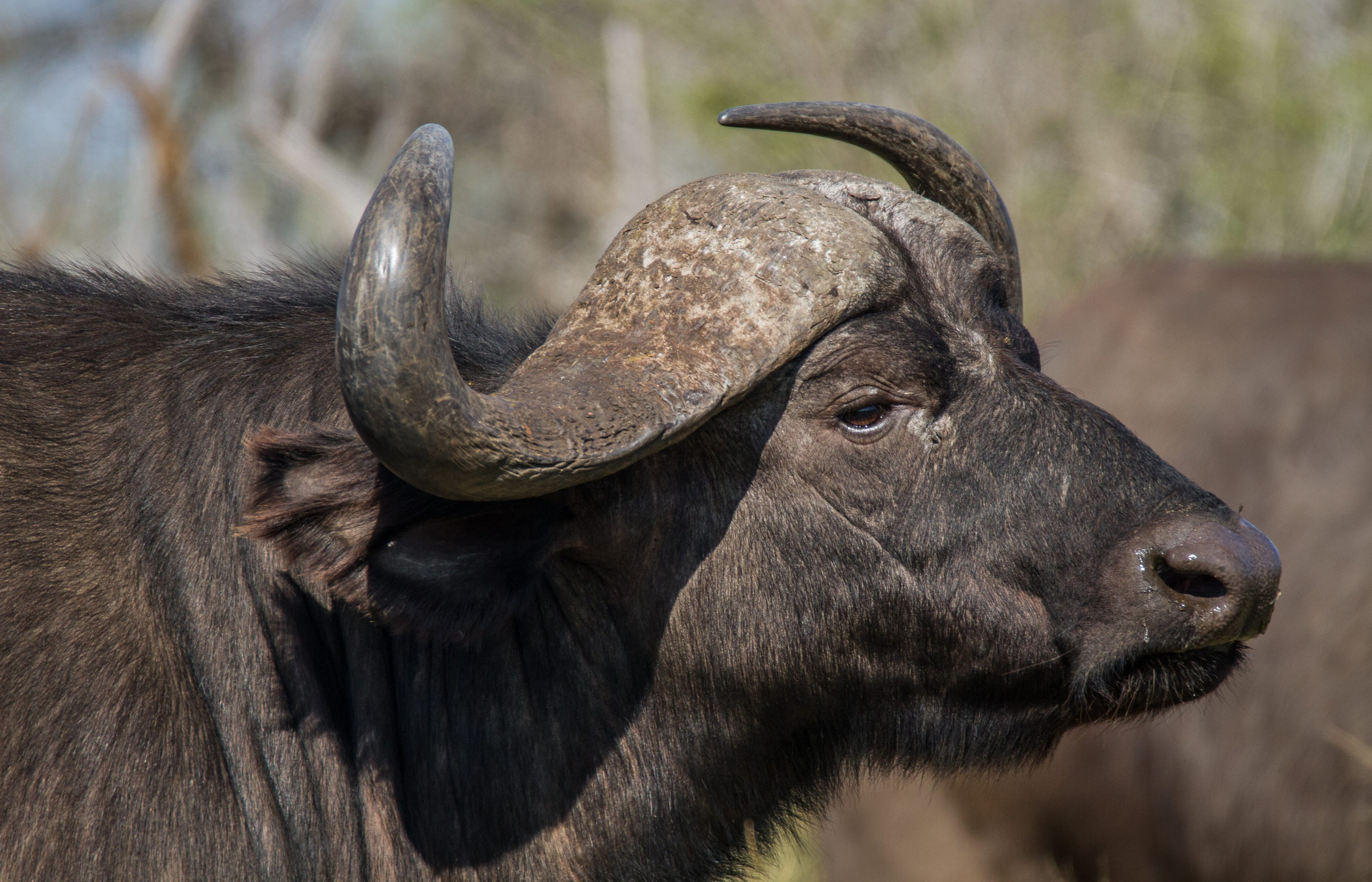 Kafferbuffel | Pairi Daiza