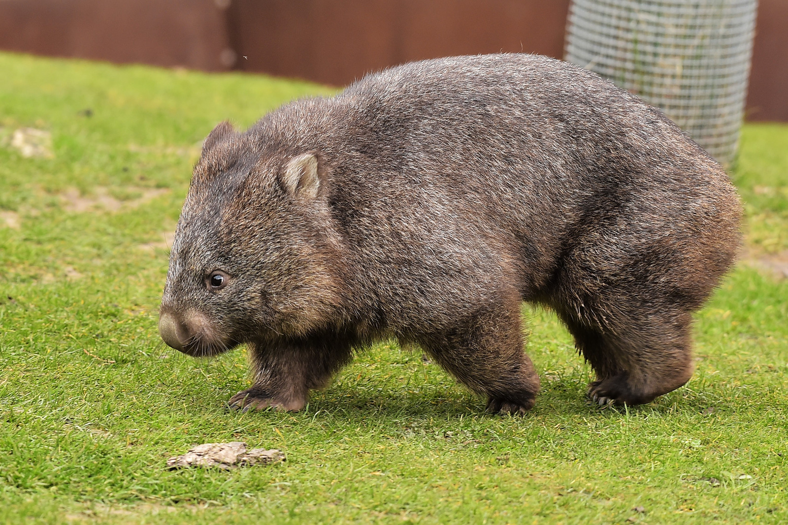 Le wombat | Pairi Daiza