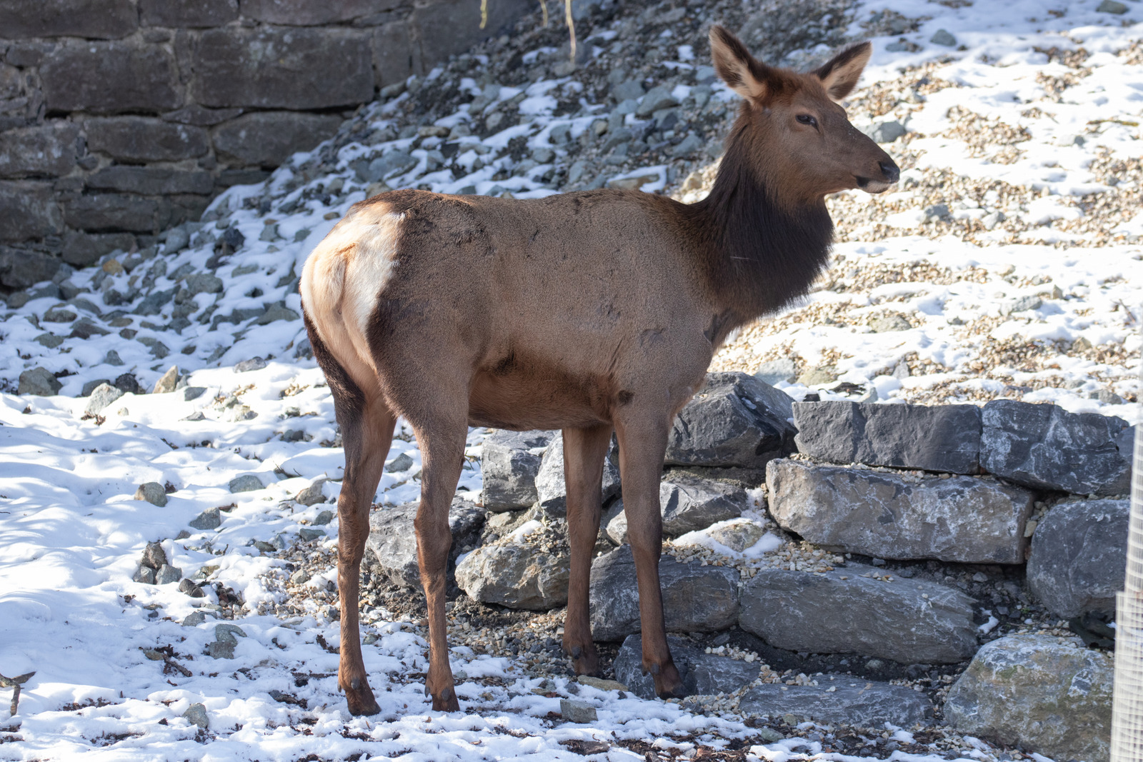 Le wapiti | Pairi Daiza