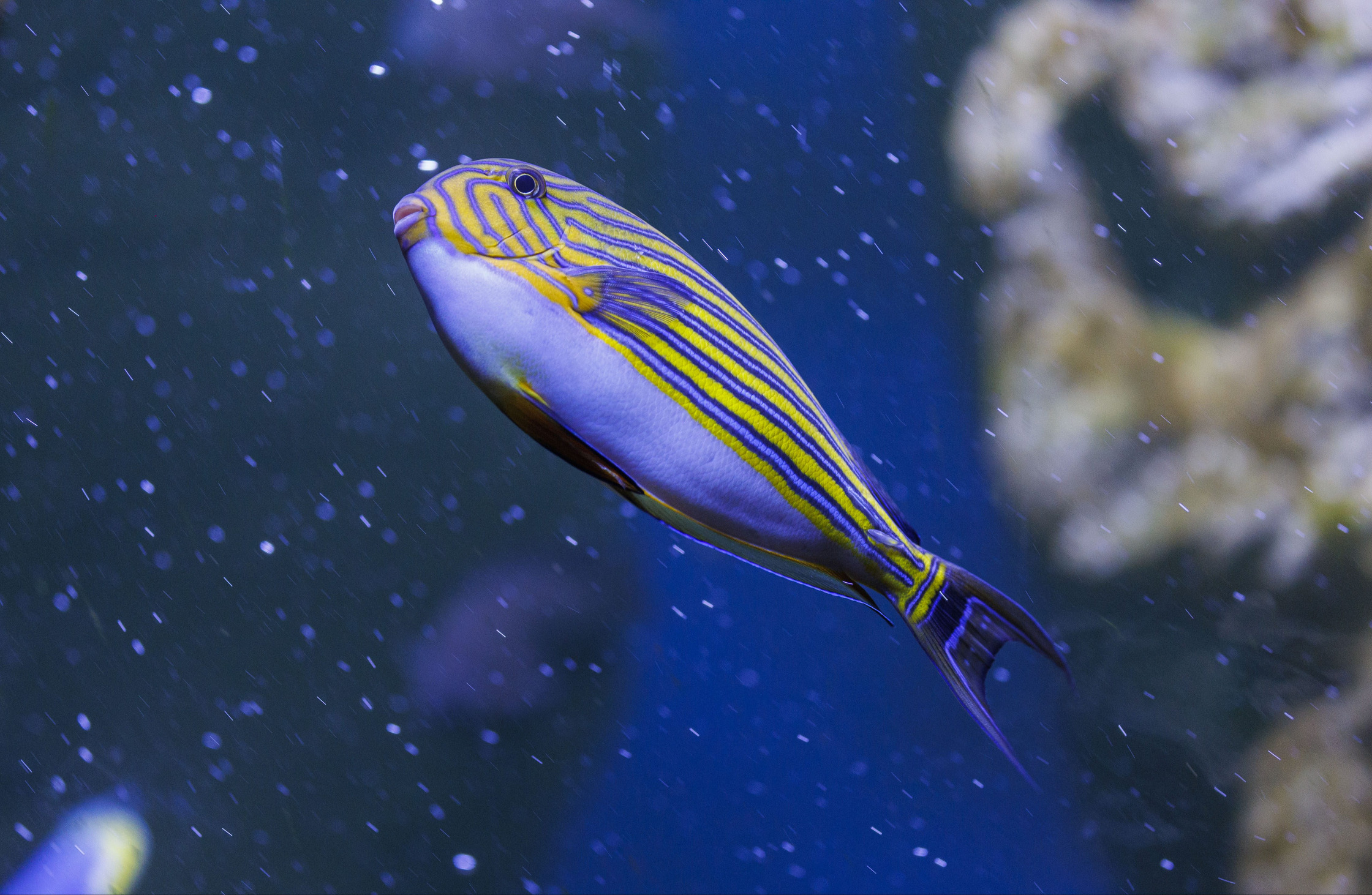 Le Poisson chirurgien | Pairi Daiza