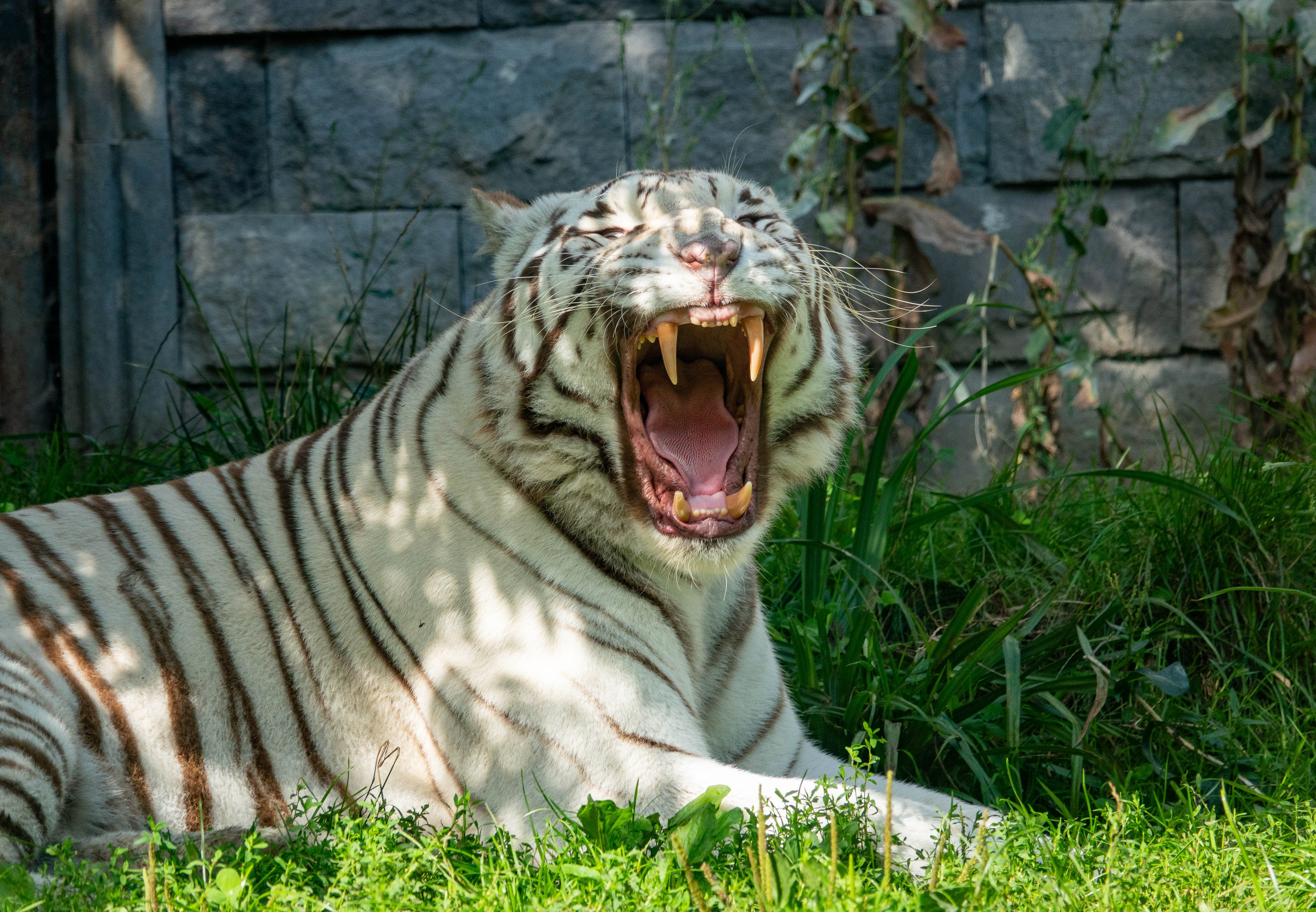 ltigre blanc