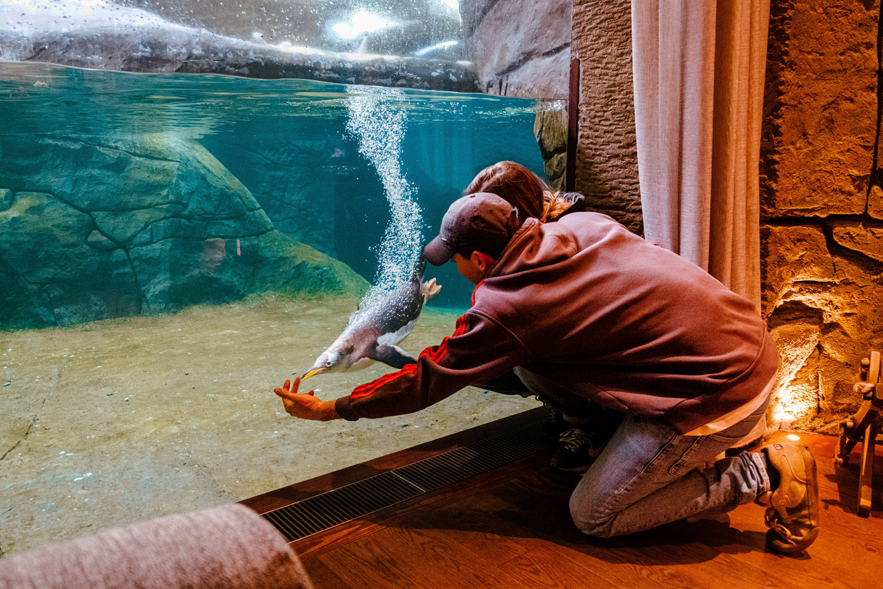 Penguin House | Pairi Daiza