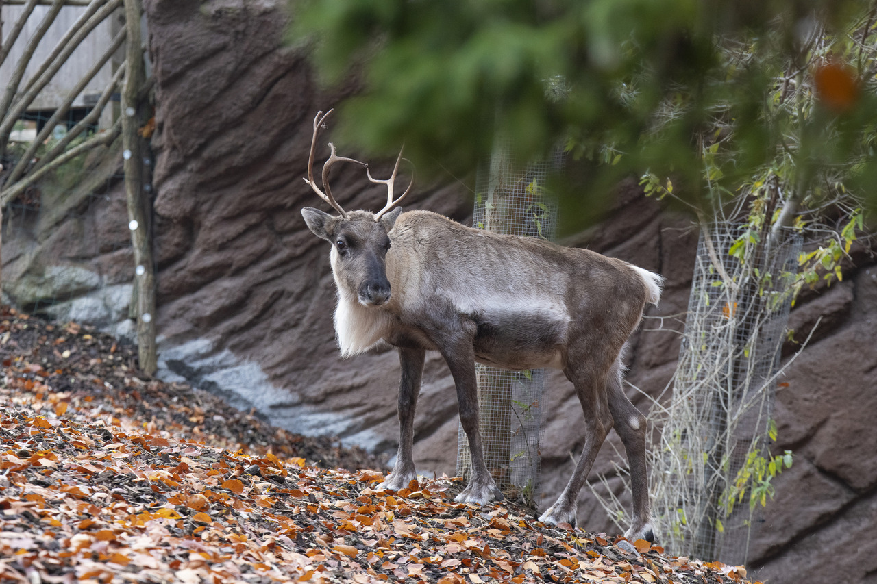 Le renne | Pairi Daiza