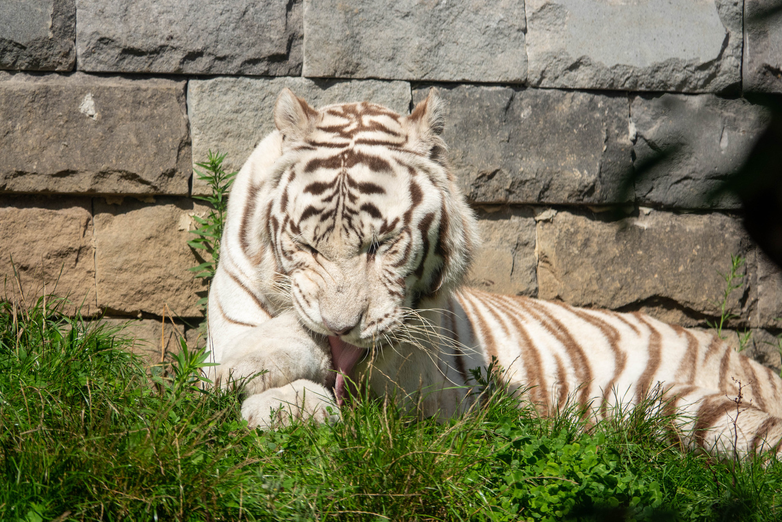 De Bengaalse witte tijger | Pairi Daiza