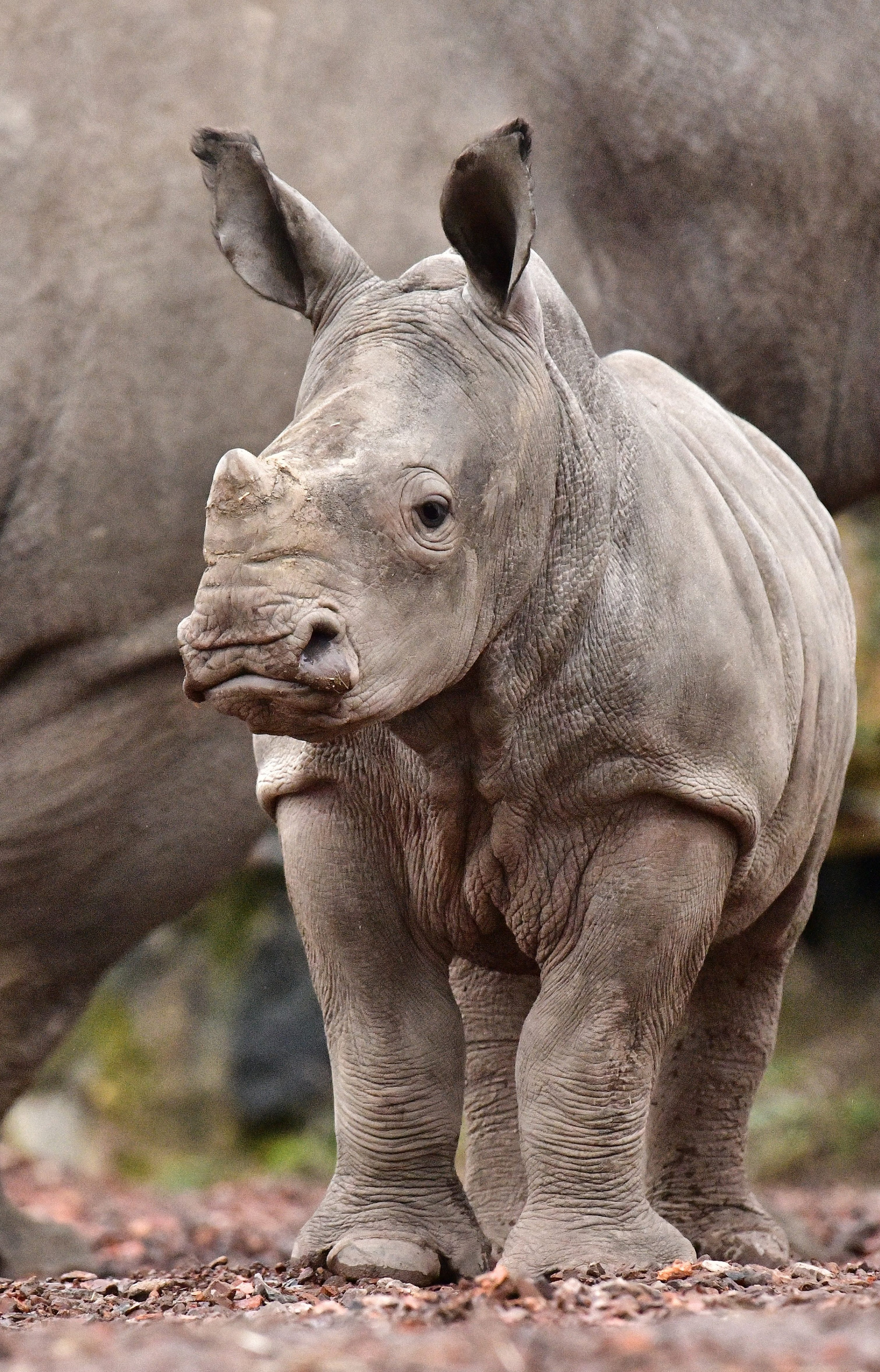 Witte Neushoorn | Pairi Daiza