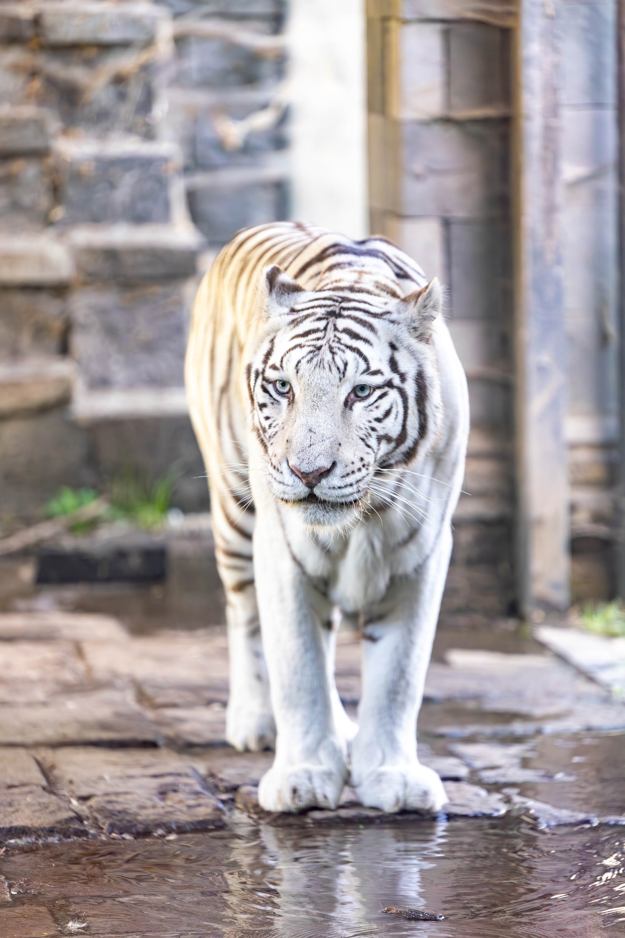 De Bengaalse witte tijger | Pairi Daiza