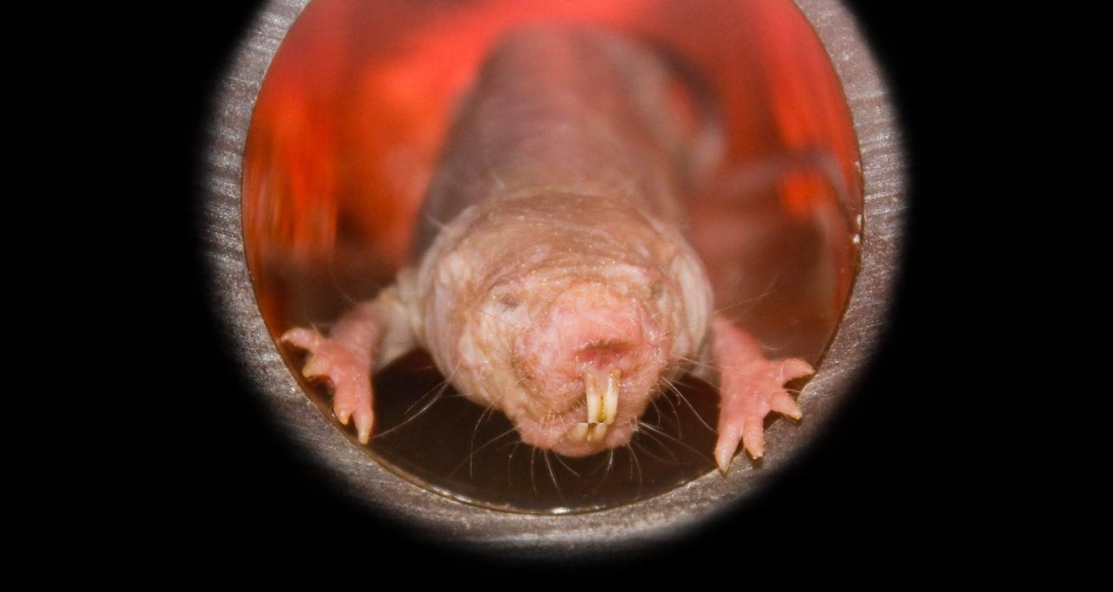 Naakte Molrat | Pairi Daiza