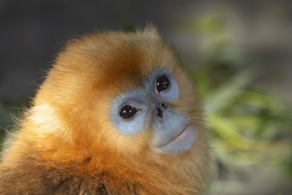 Golden snub-nosed monkey | Pairi Daiza