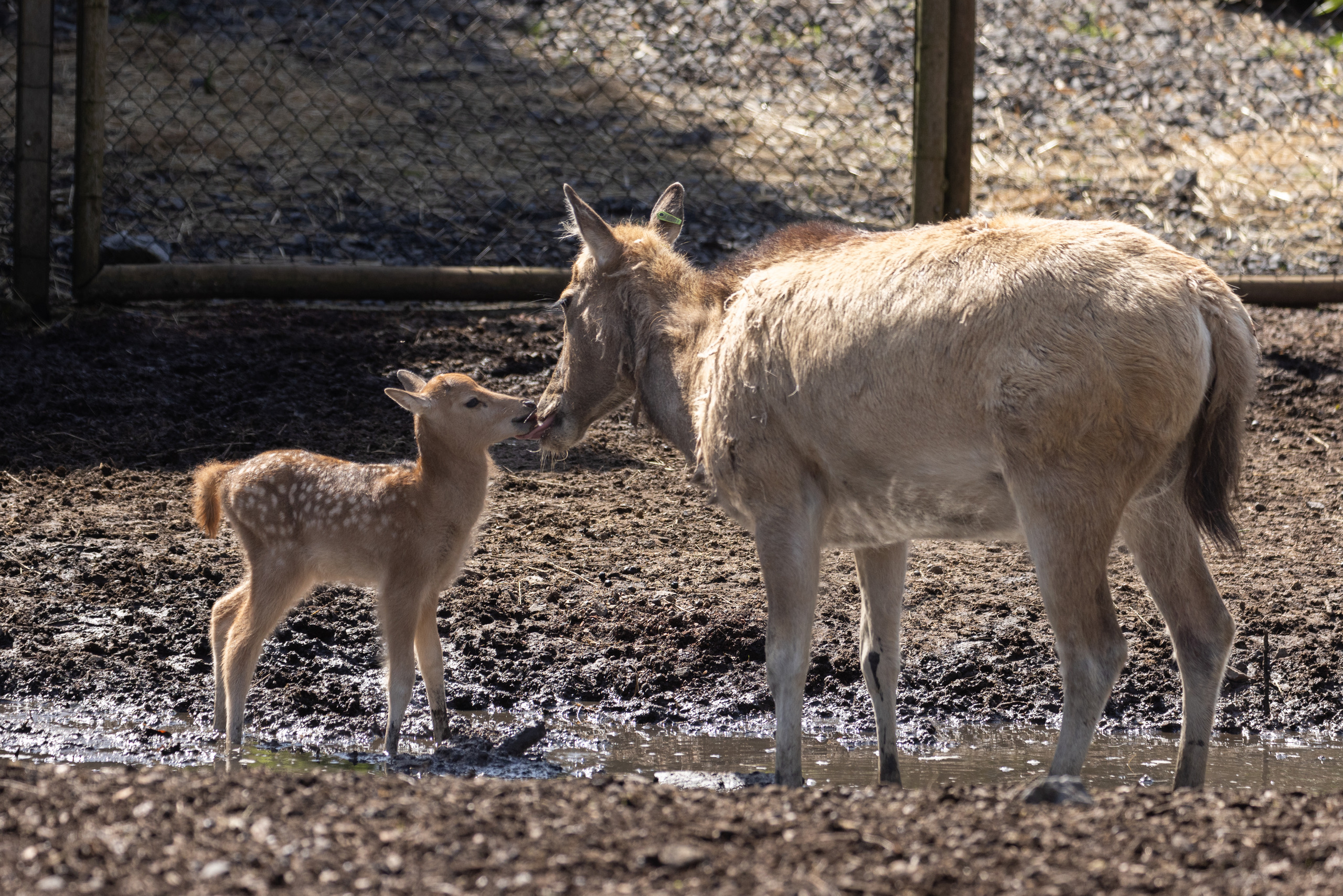 Père David's Deer | Pairi Daiza