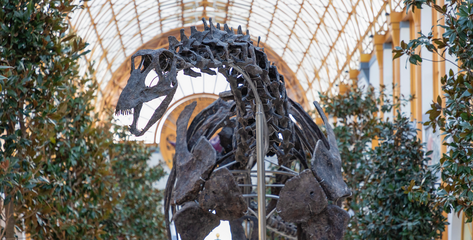 Vulcain | Pairi Daiza