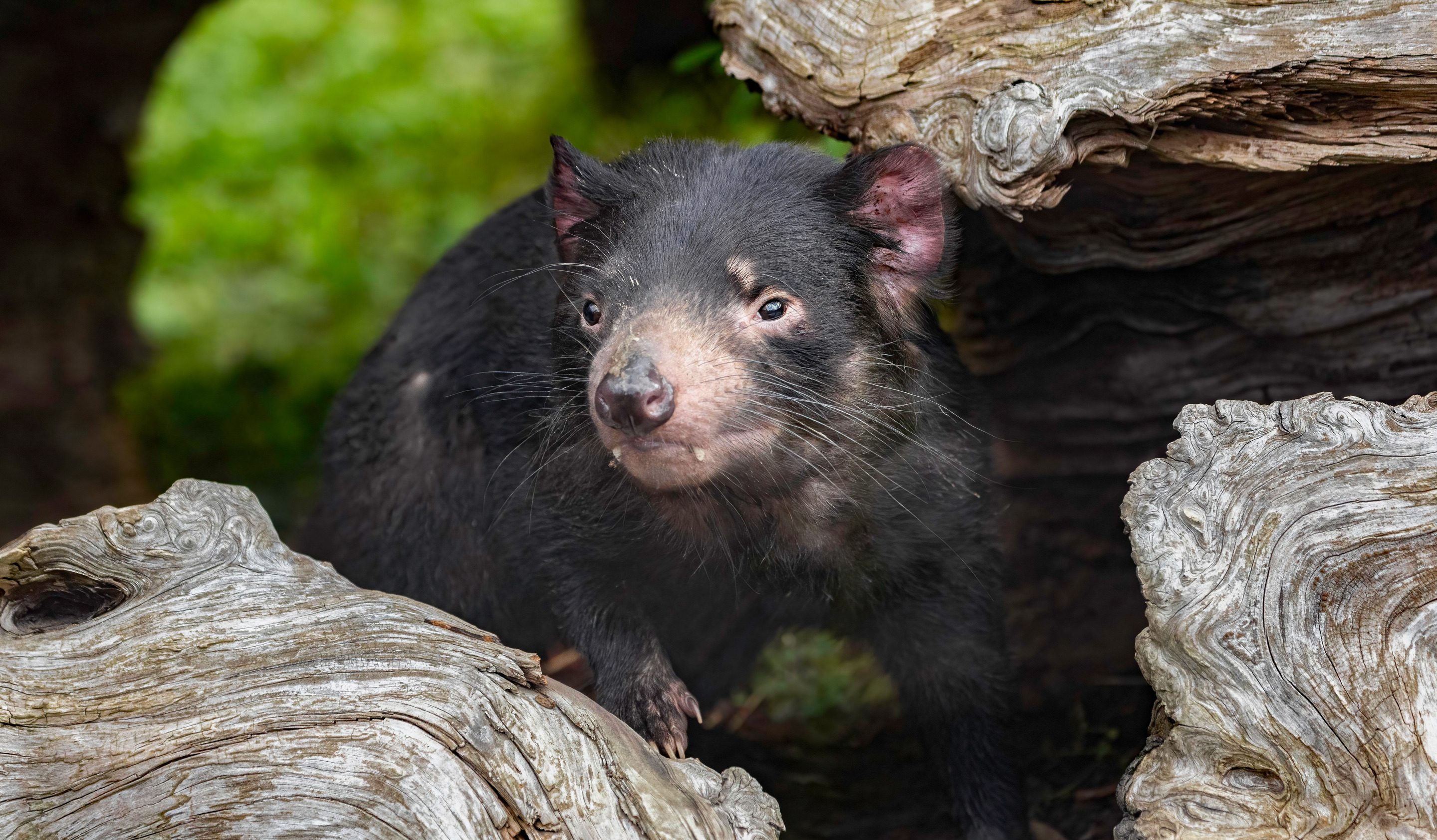 biggest tasmanian devil