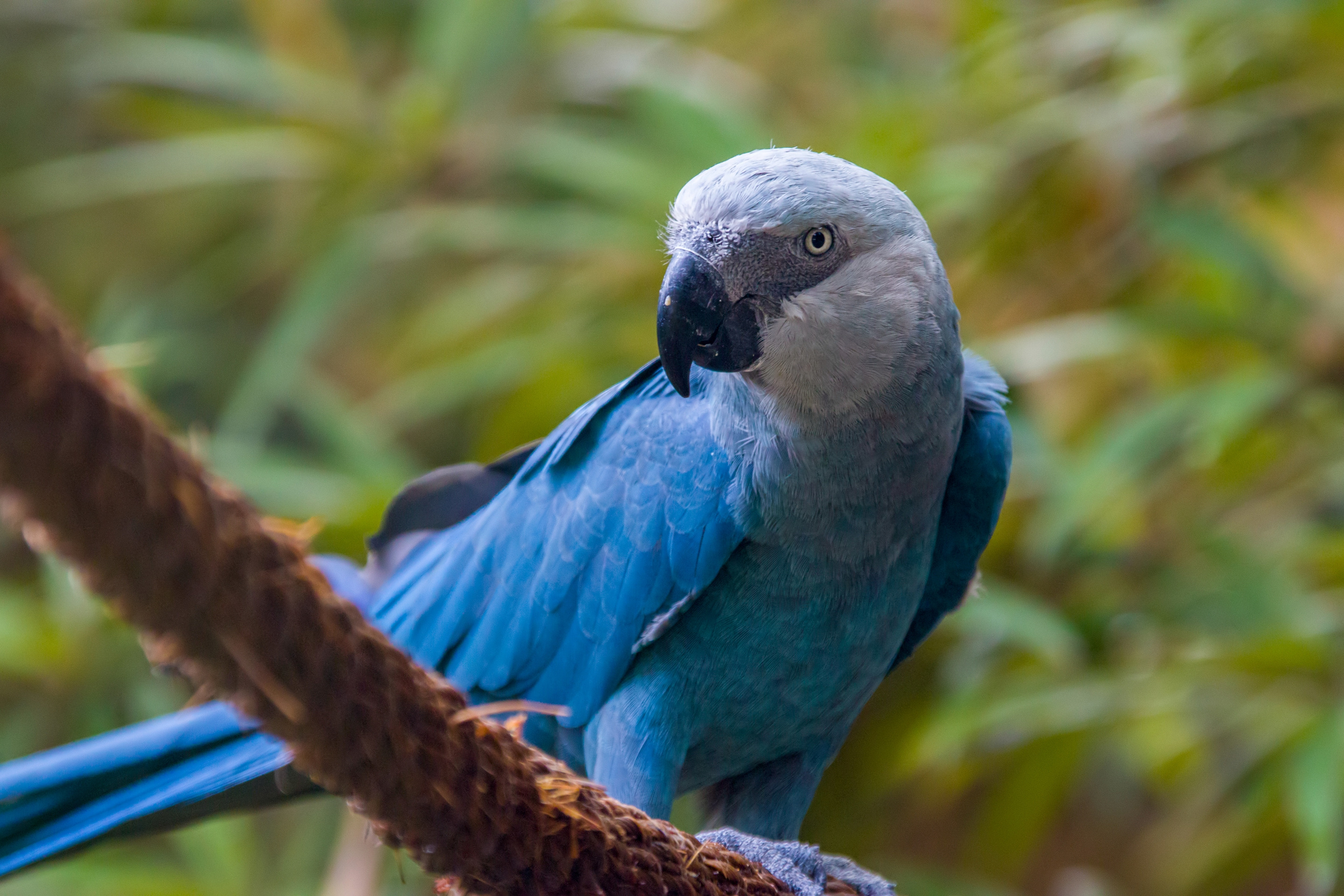 Spix’s Macaw | Pairi Daiza