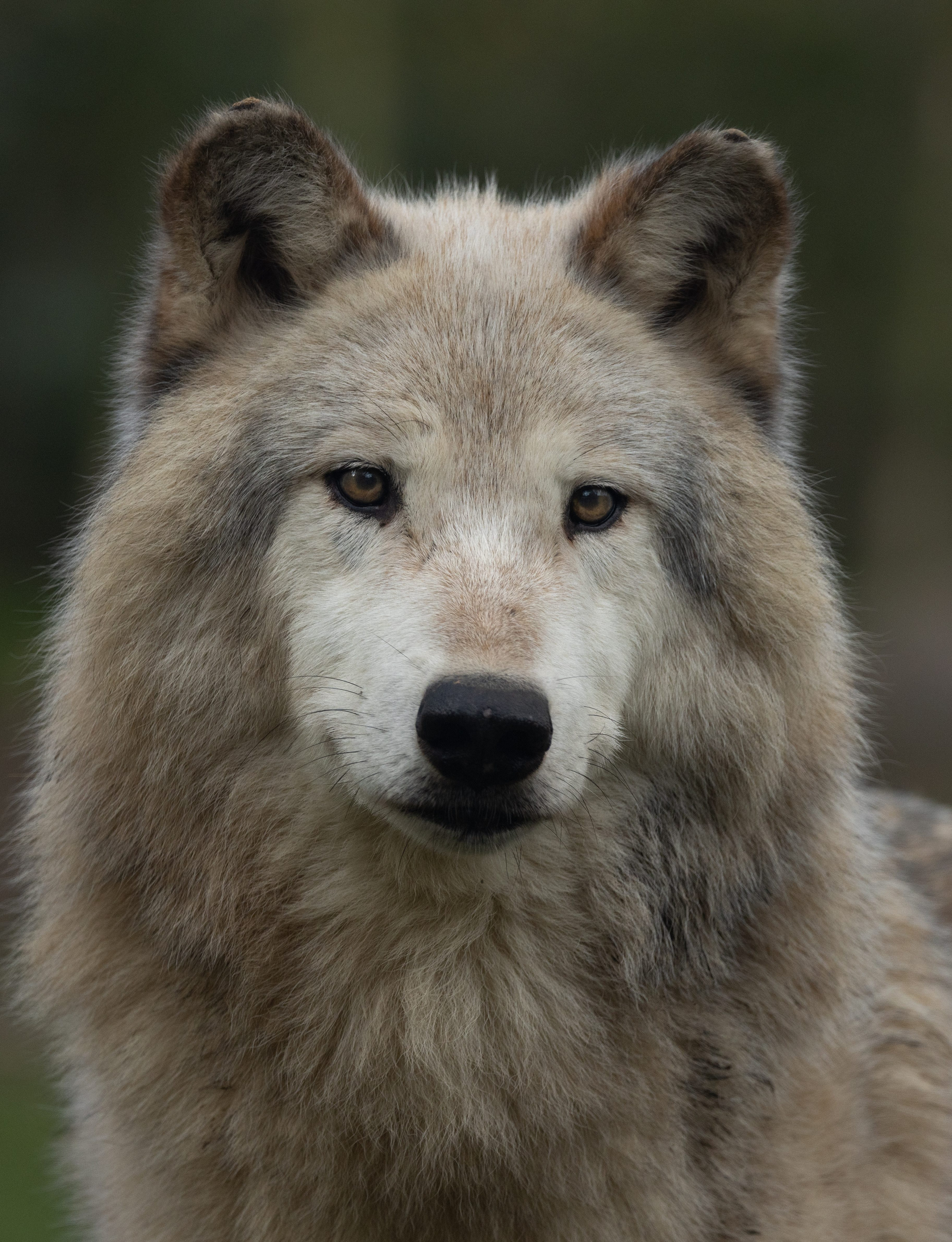 The Canadian wolf | Pairi Daiza