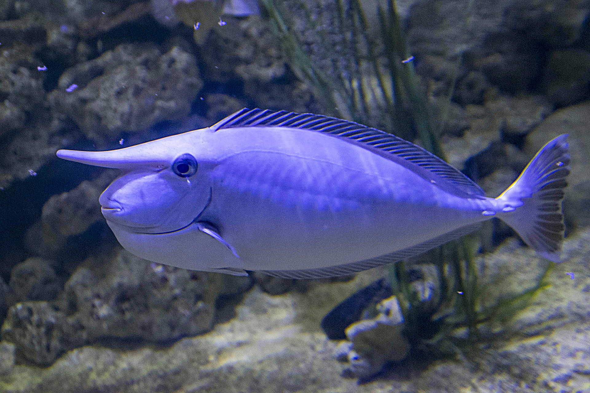 Le Poisson chirurgien | Pairi Daiza