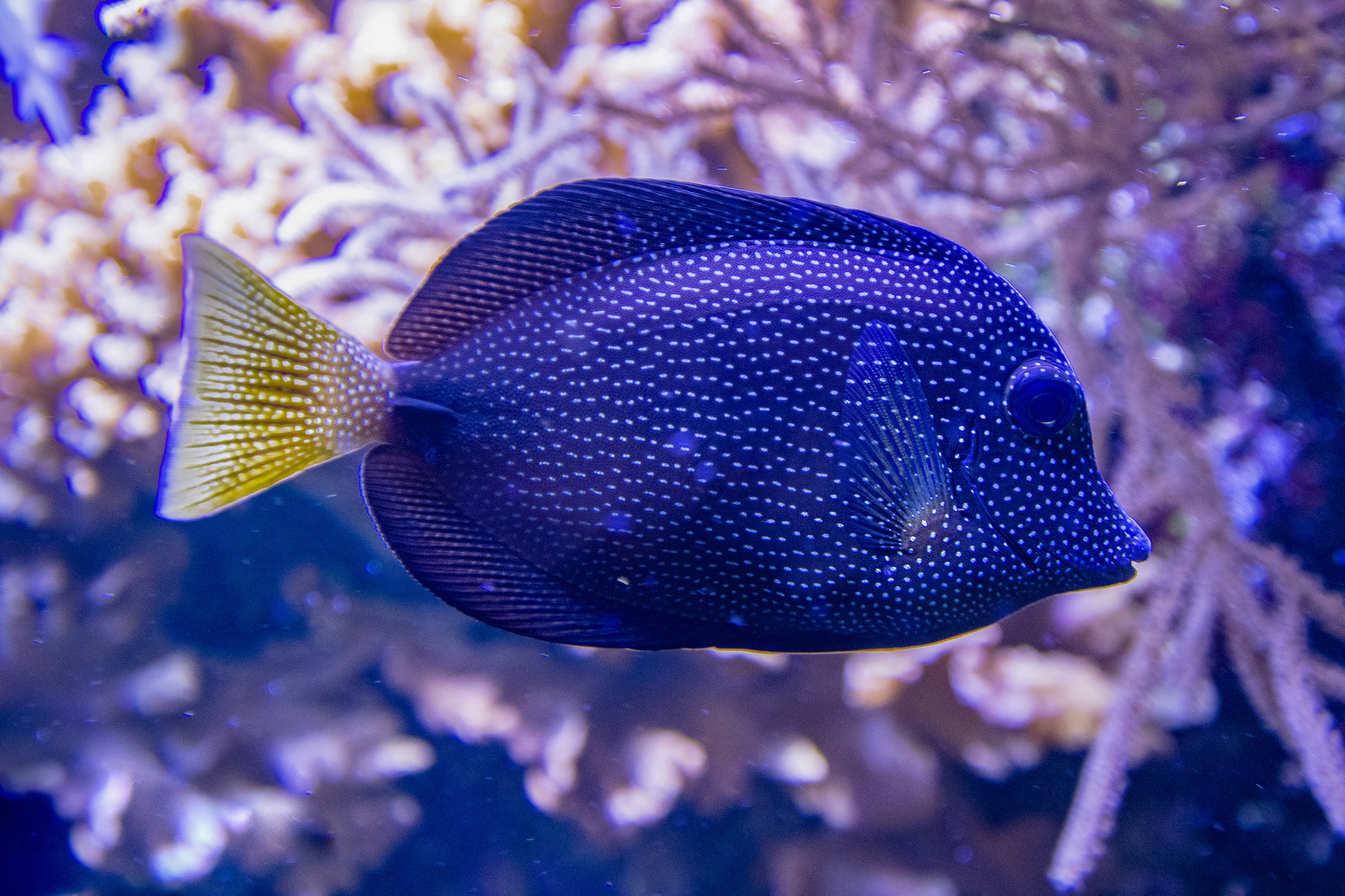 Le Poisson chirurgien | Pairi Daiza