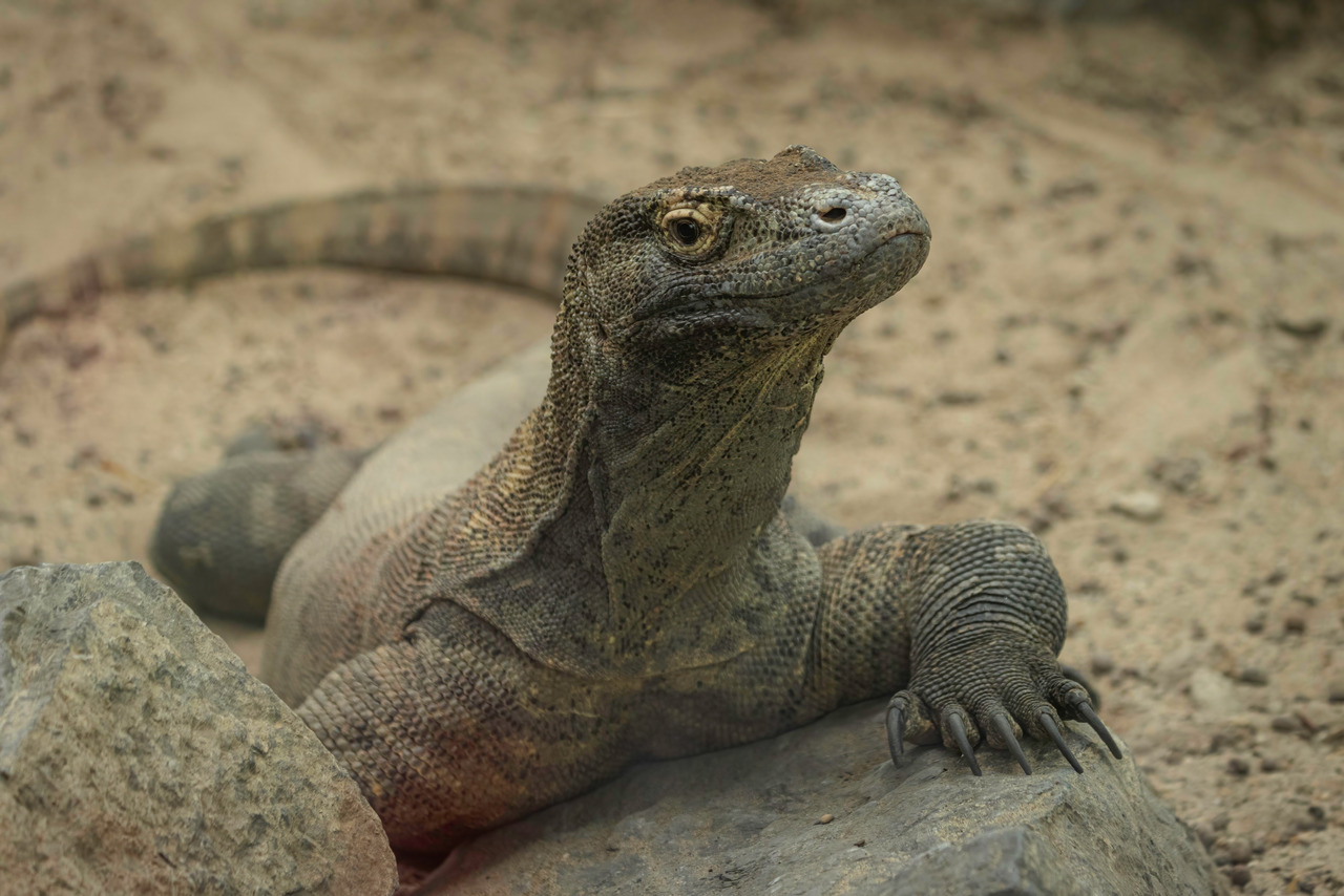 Le Varan de Komodo | Pairi Daiza