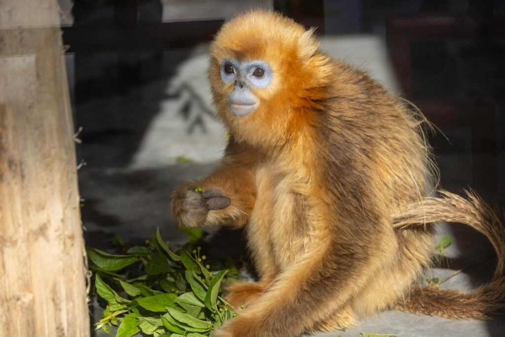 Gouden stompneusaap | Pairi Daiza