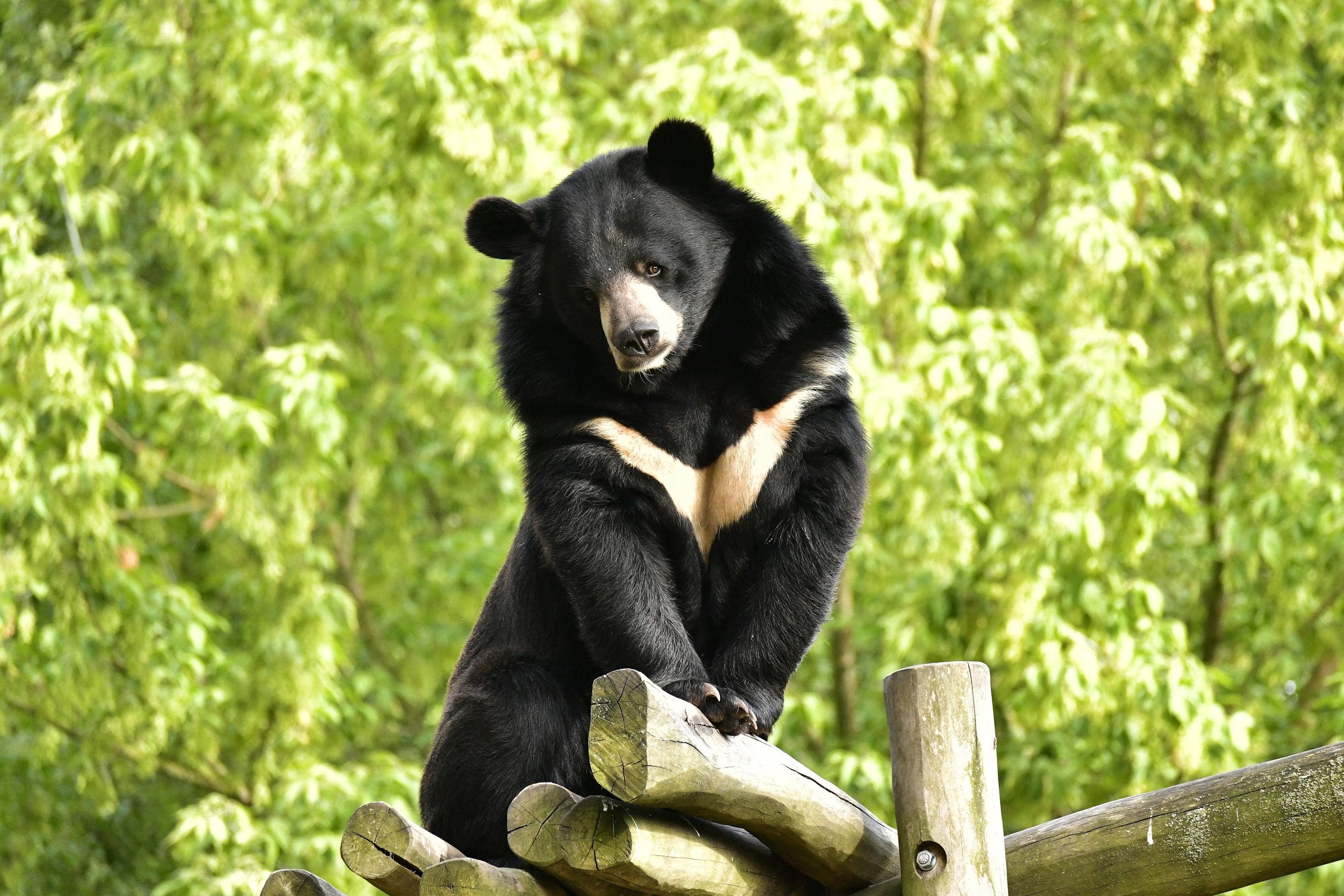 L'Ours à collier | Pairi Daiza