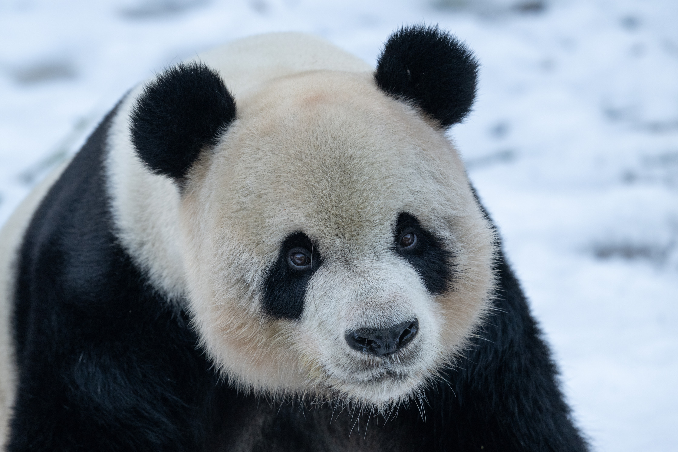 Giant Panda | Pairi Daiza