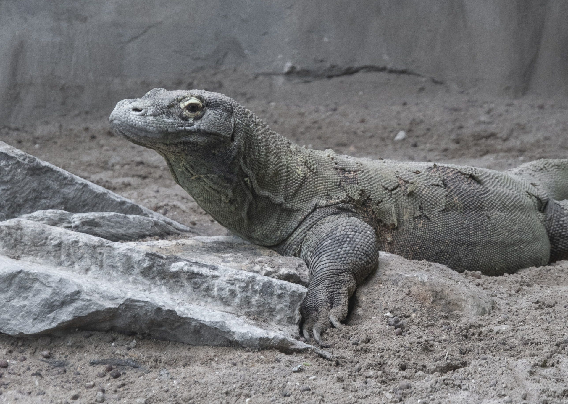 Le Varan de Komodo | Pairi Daiza