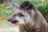 Le Tapir | Pairi Daiza