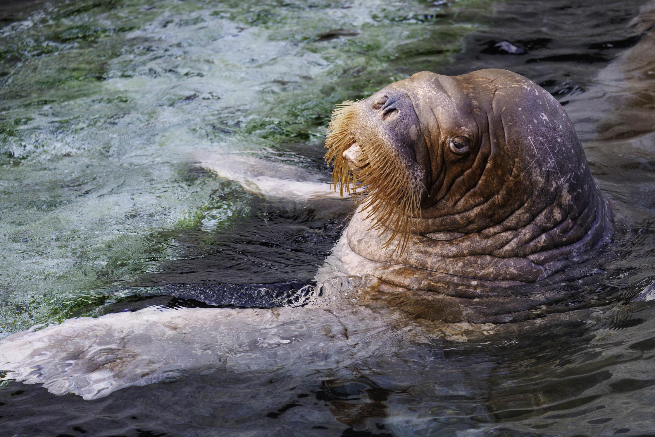 De Walrus | Pairi Daiza