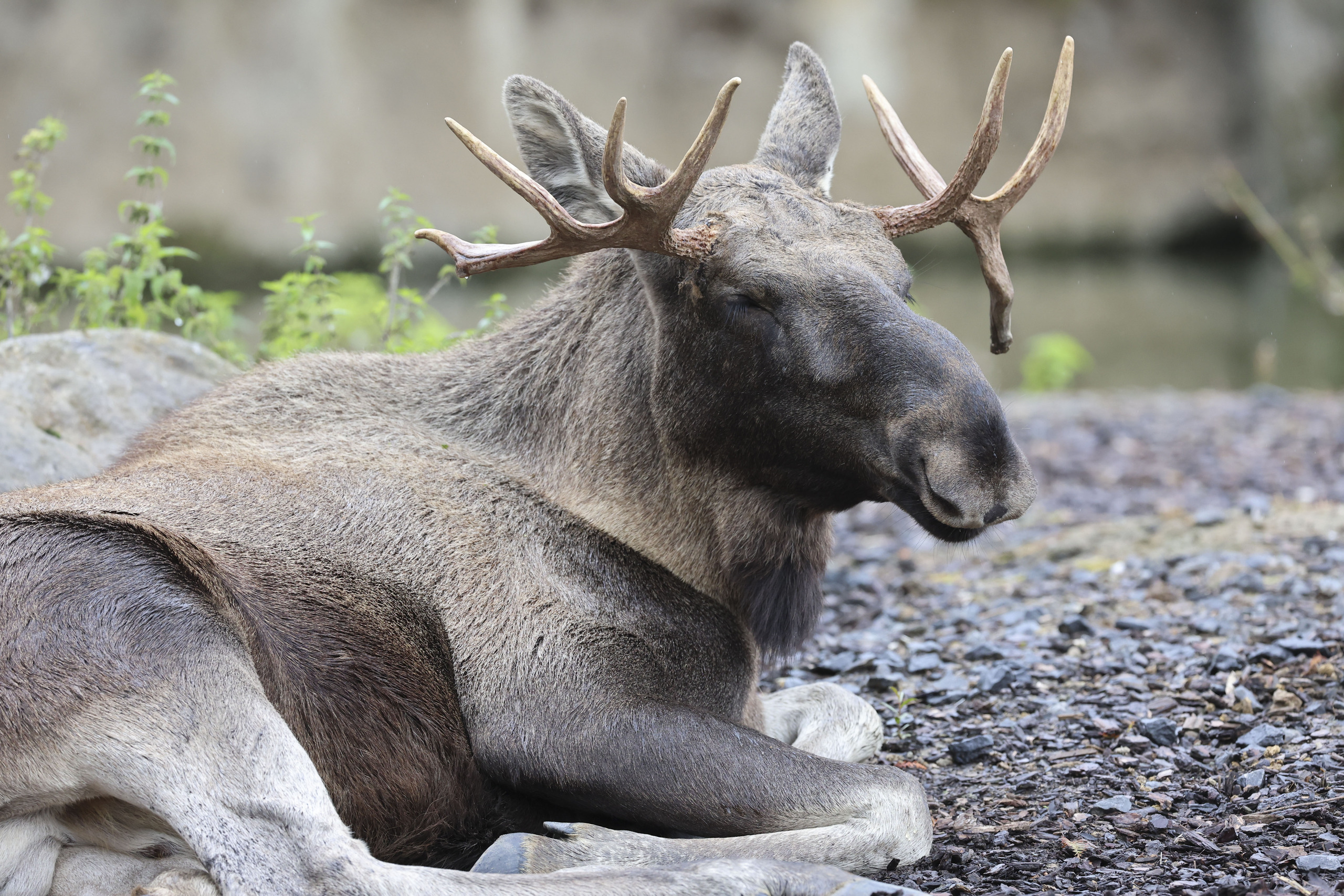 L'élan | Pairi Daiza