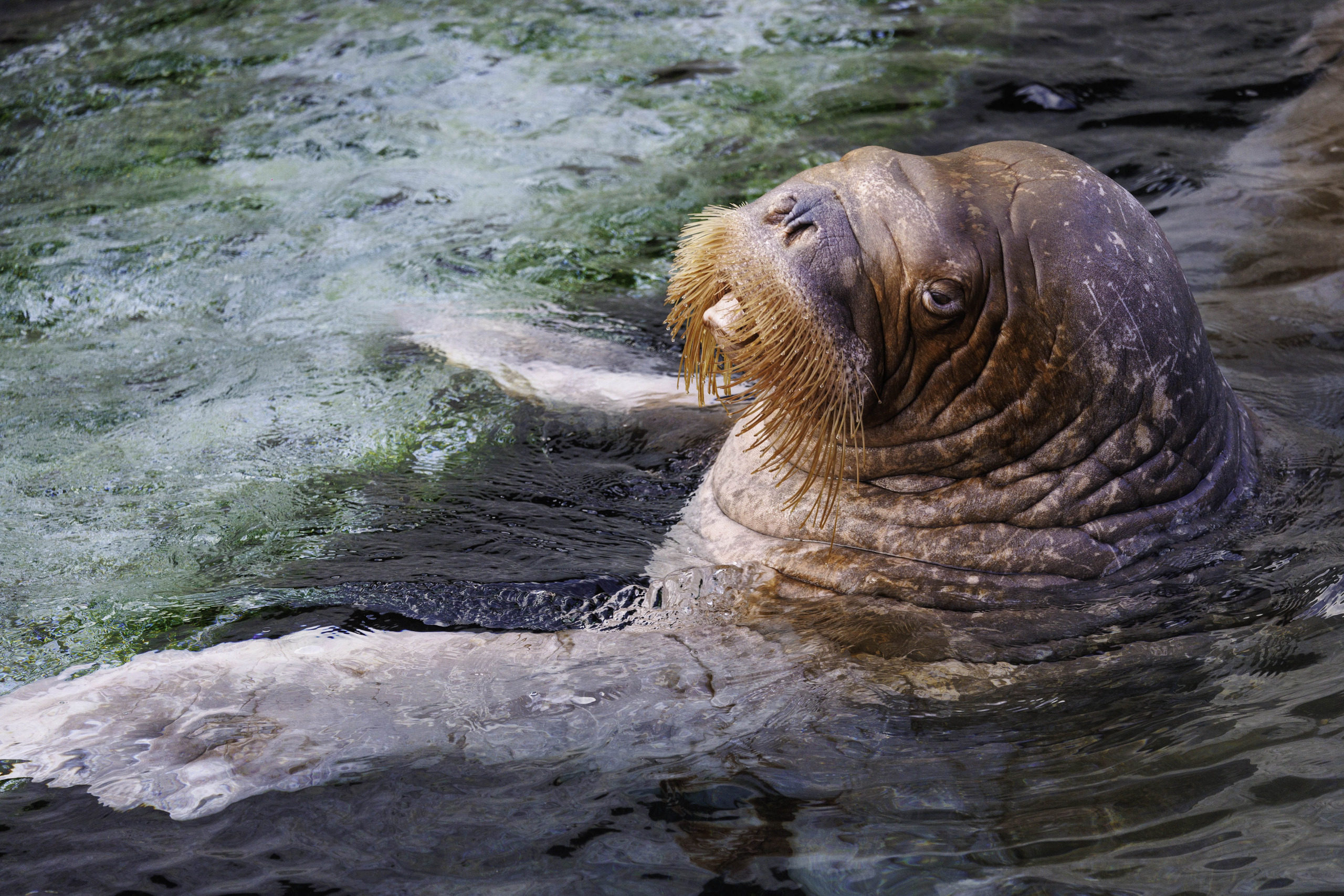 The Walrus | Pairi Daiza