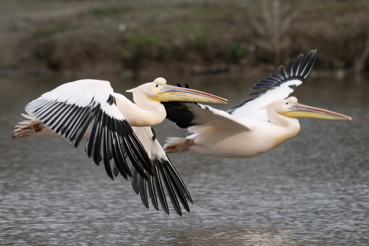 Project avian influenza | Pairi Daiza