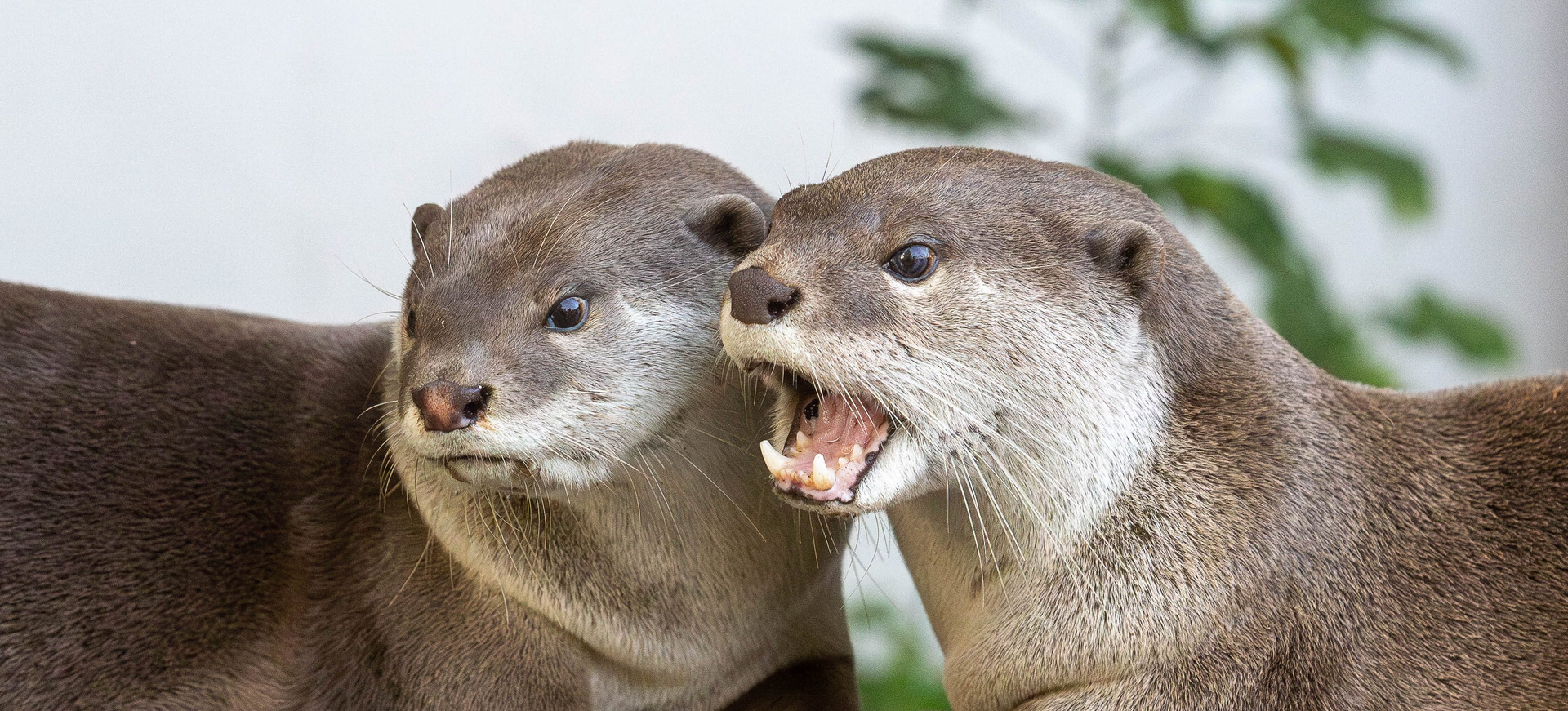 La Loutre à pelage lisse | Pairi Daiza