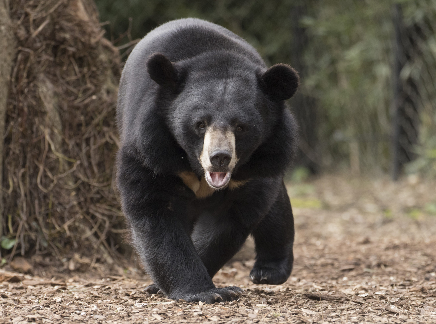 L'Ours à collier | Pairi Daiza