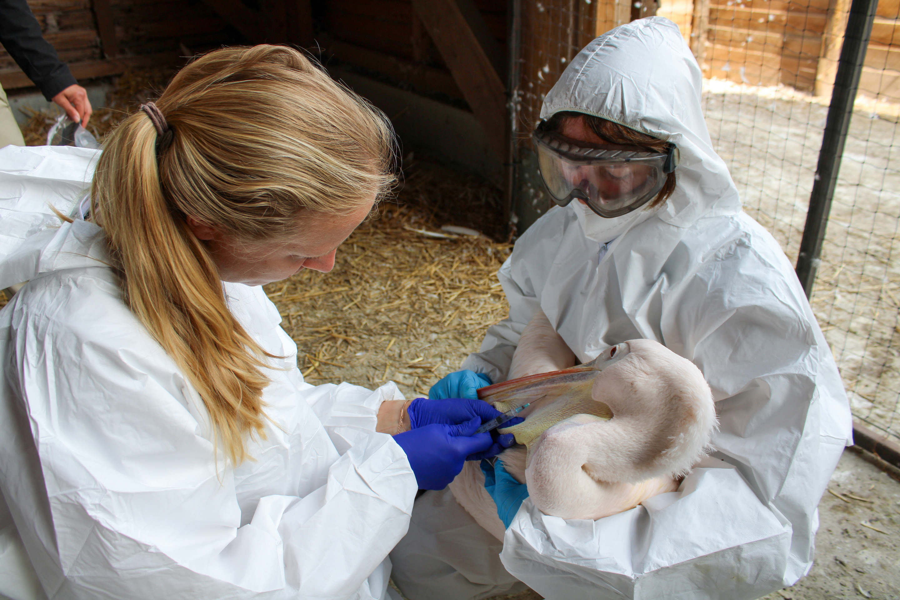 Project avian influenza | Pairi Daiza